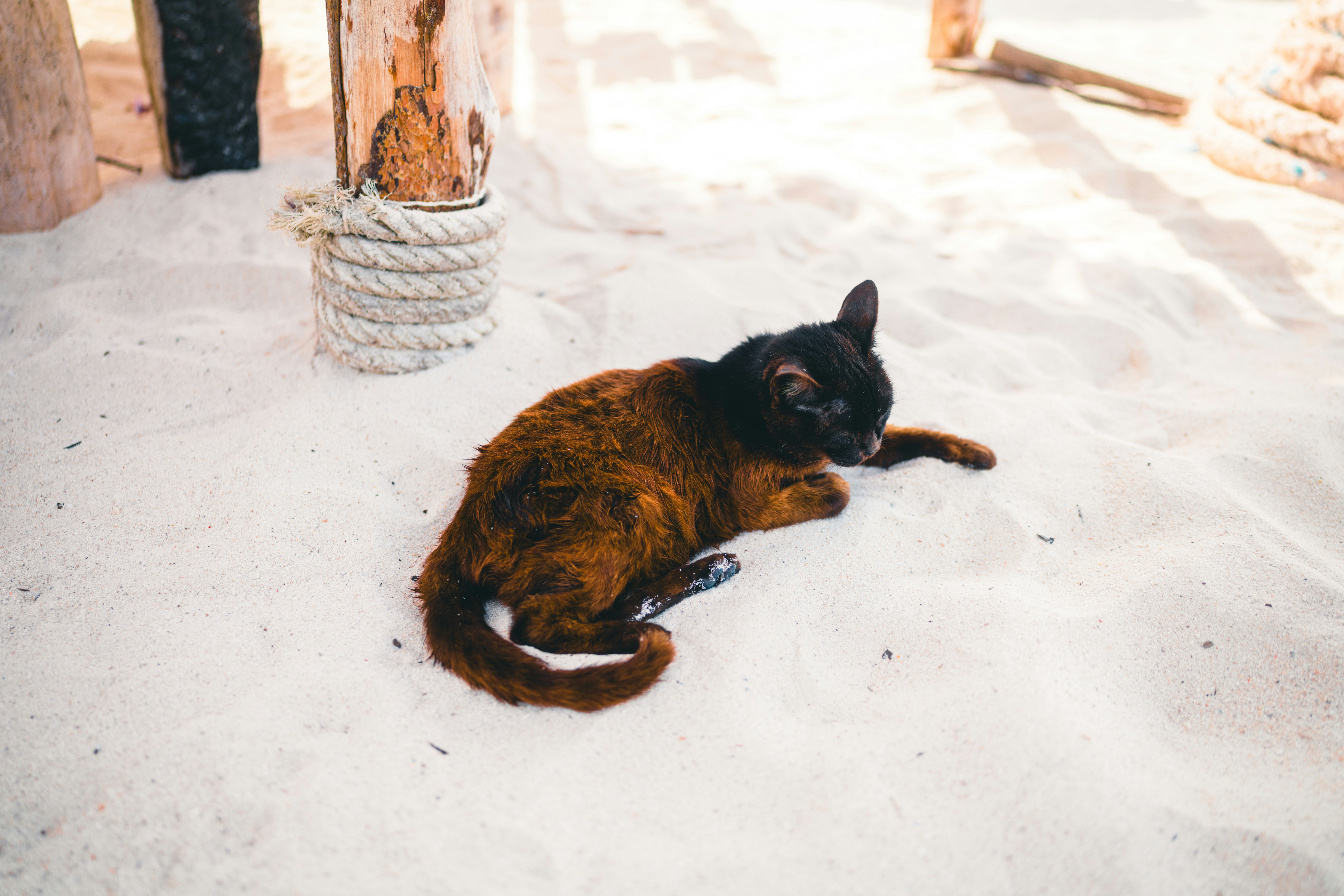 Tanned feline at rest on sunlit sand by weathered posts