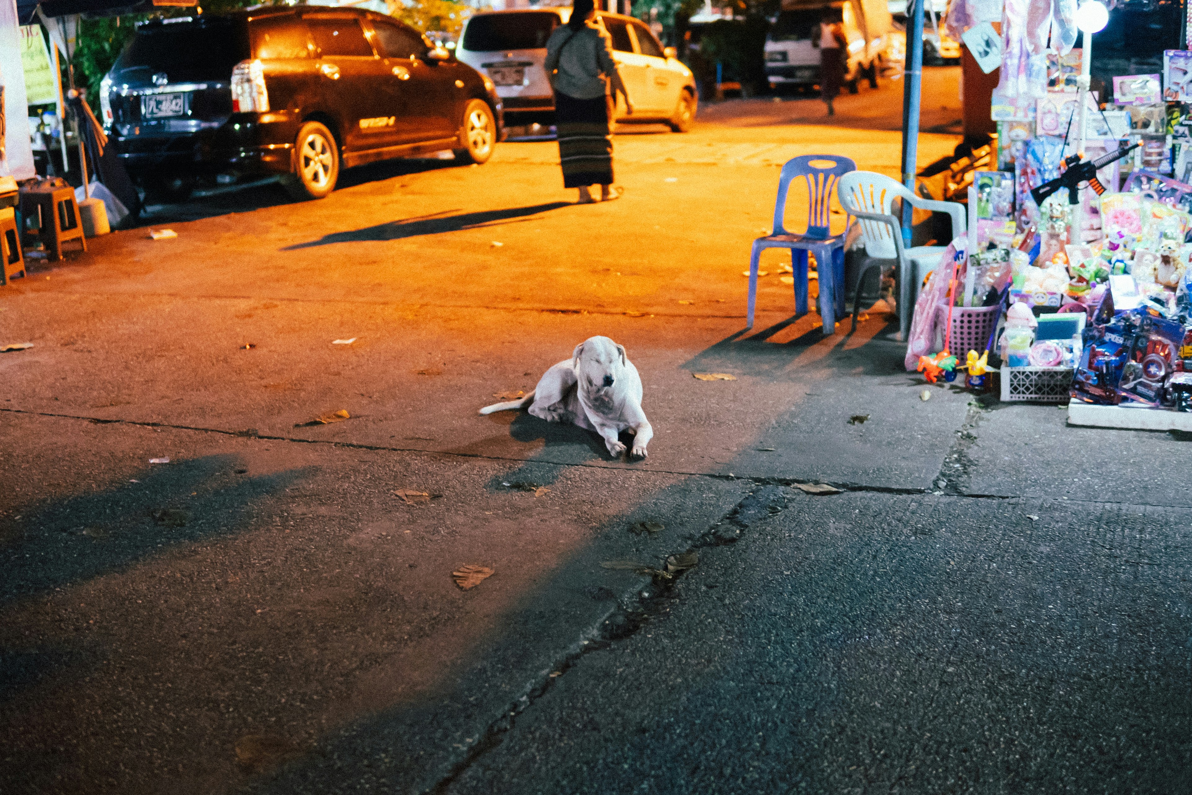 A dog sits on a street at night. photo – Free Car Image on Unsplash