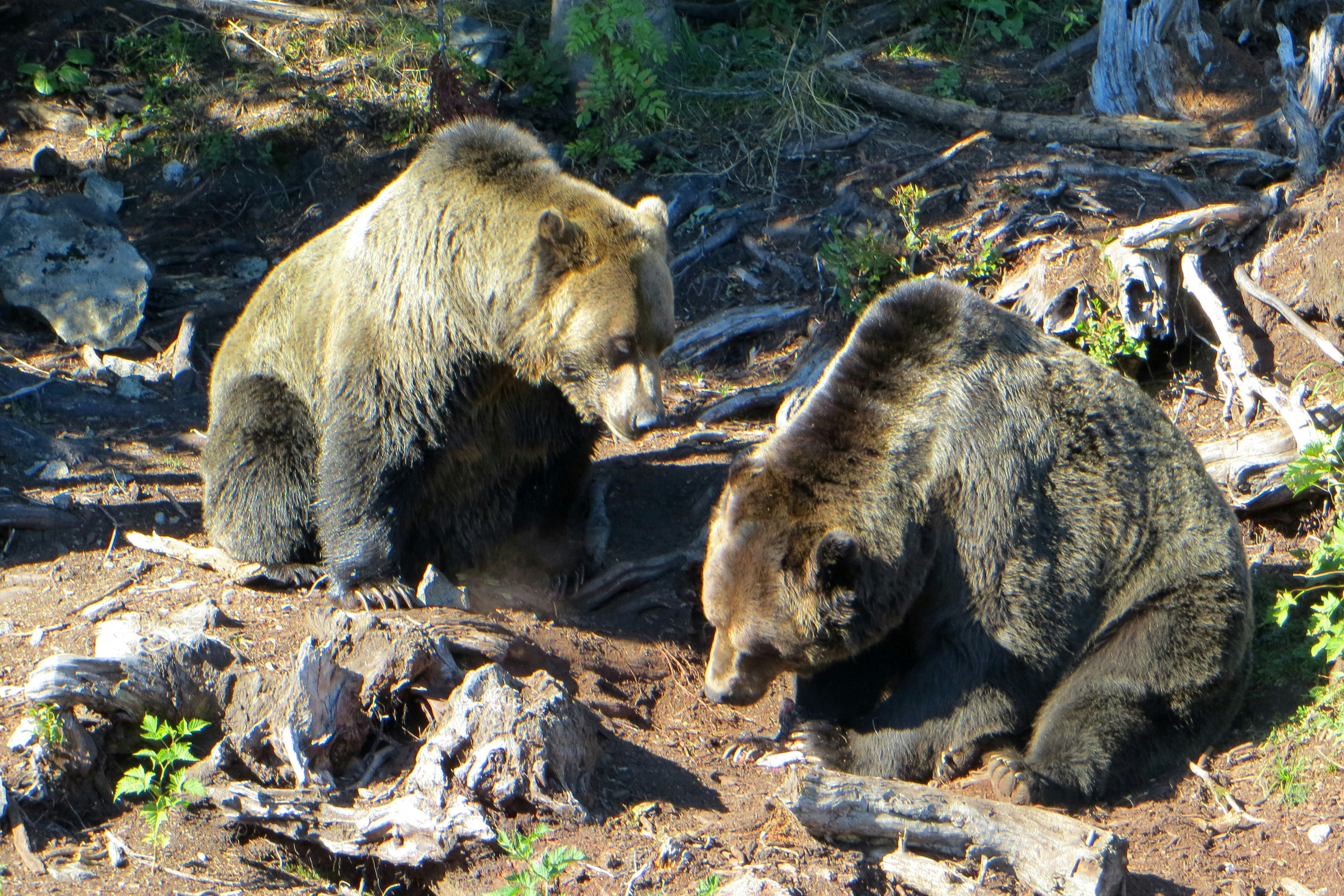 Dos osos pardos están sentados en el suelo. foto – Imagen de Animal ...