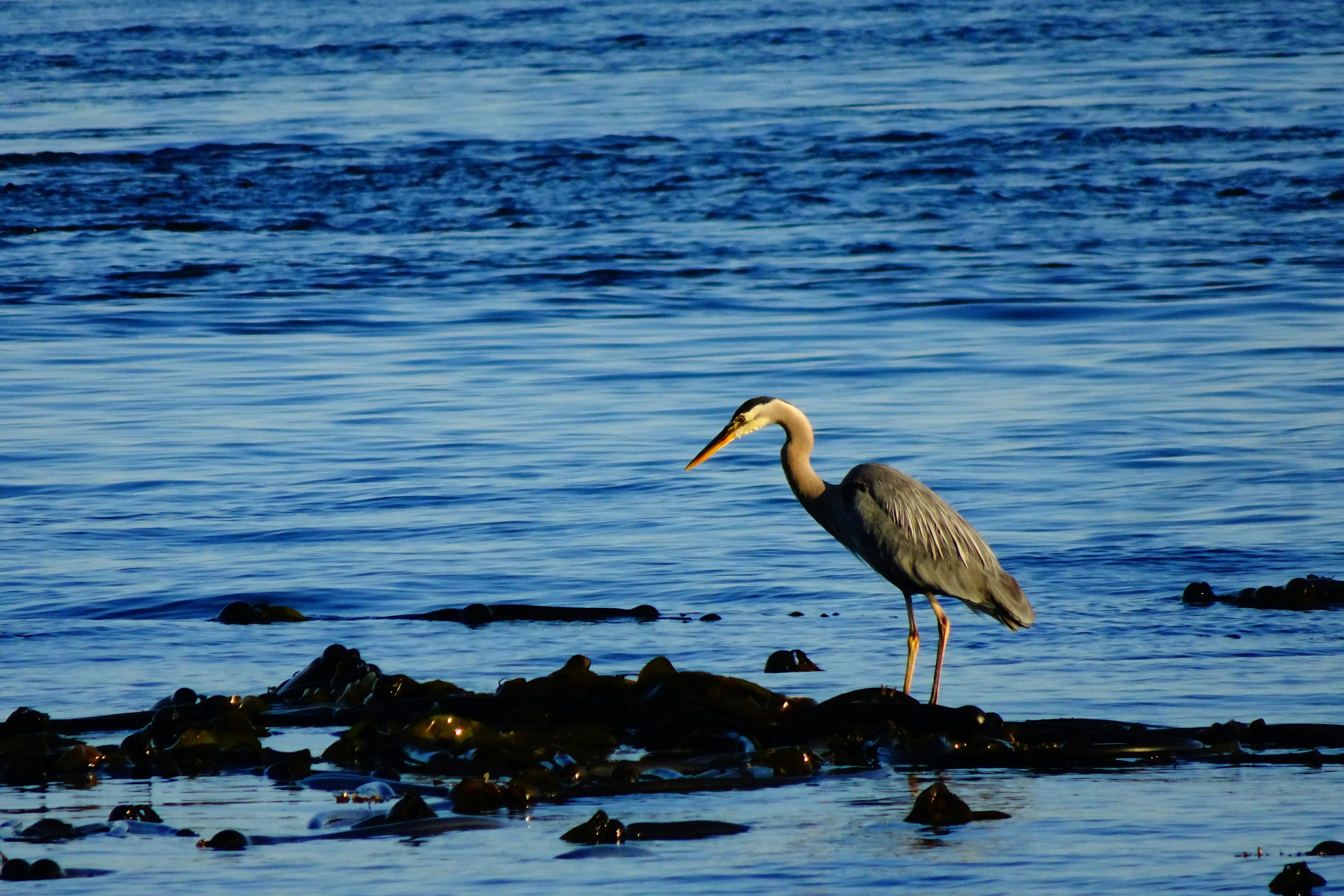 Heron standing among kelp in a blue ocean, poised to fish.