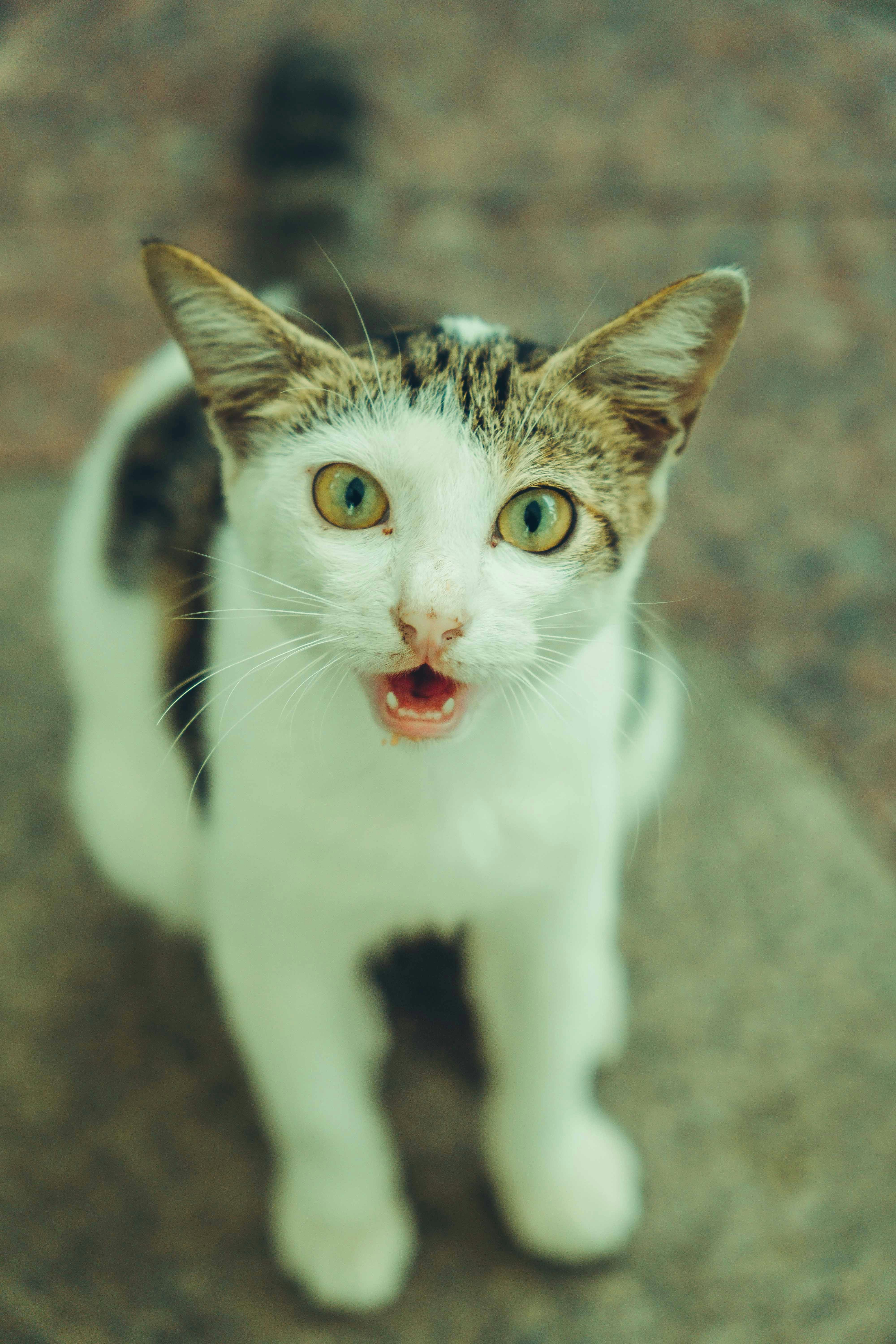Curious Whiskers: A Cat's Surprised Gaze Up Close