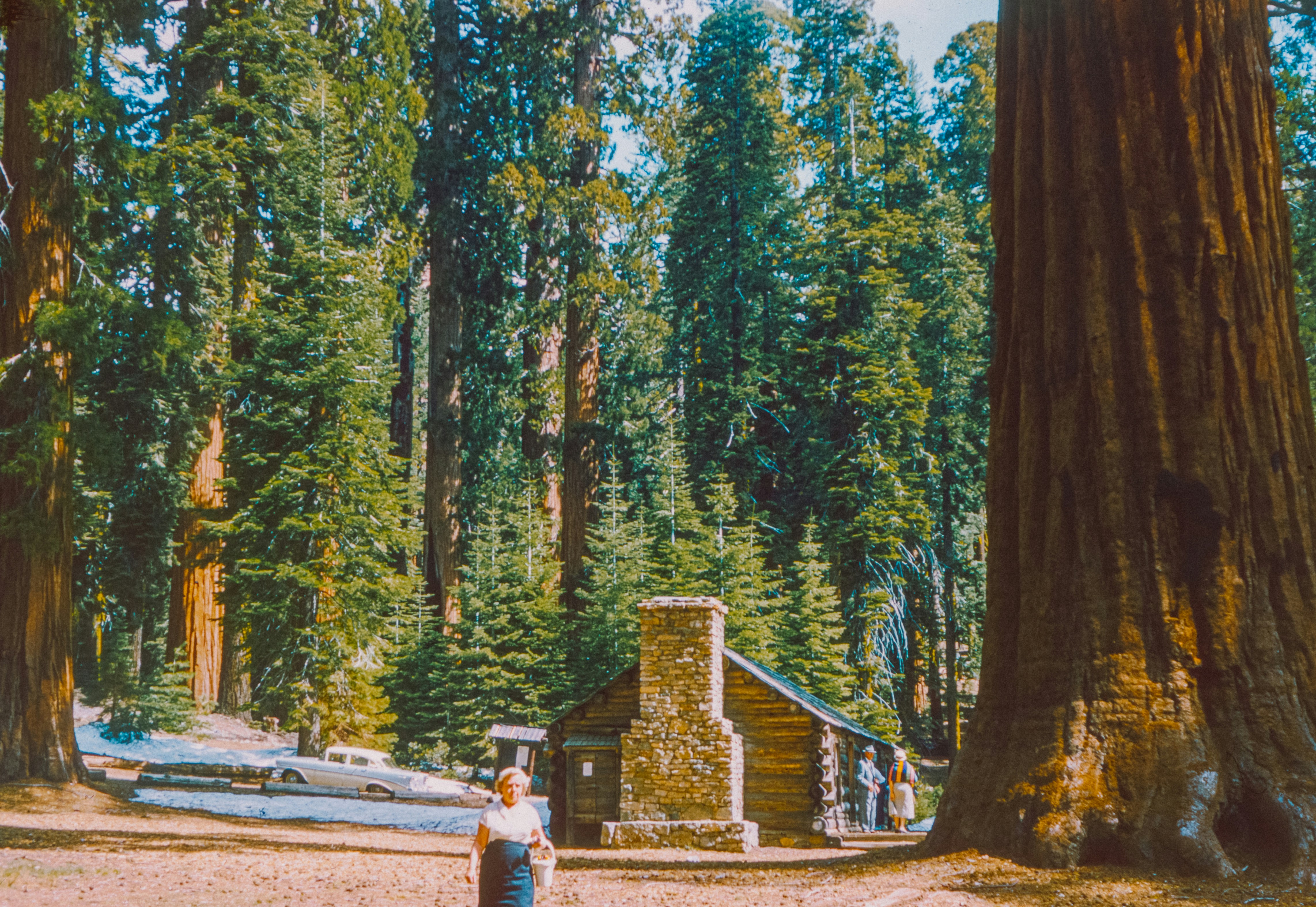 Giant sequoia trees stand tall beside a cabin. photo – Free Car Image ...