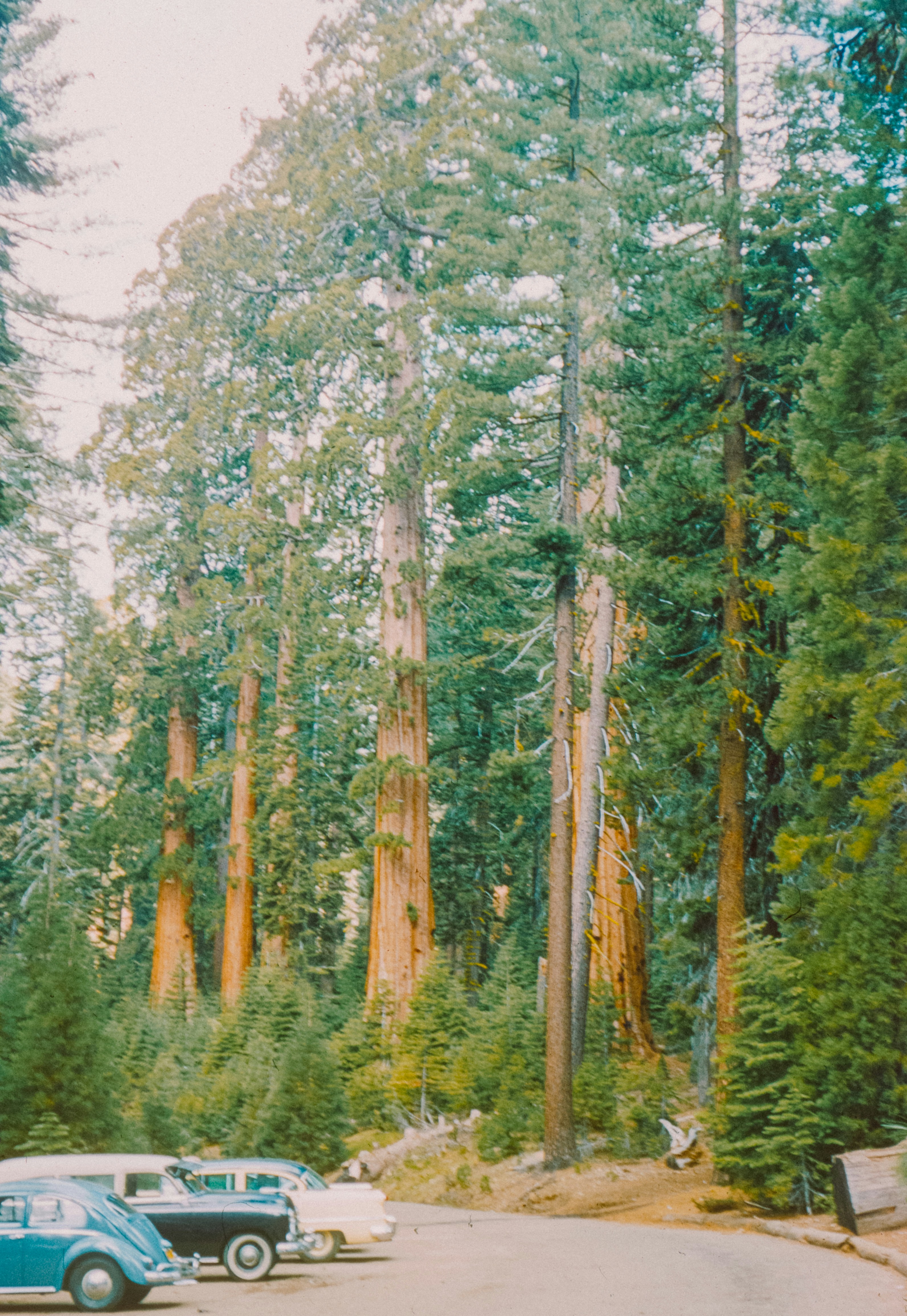 Giant sequoia trees tower over parked cars. photo – Free Car Image on ...