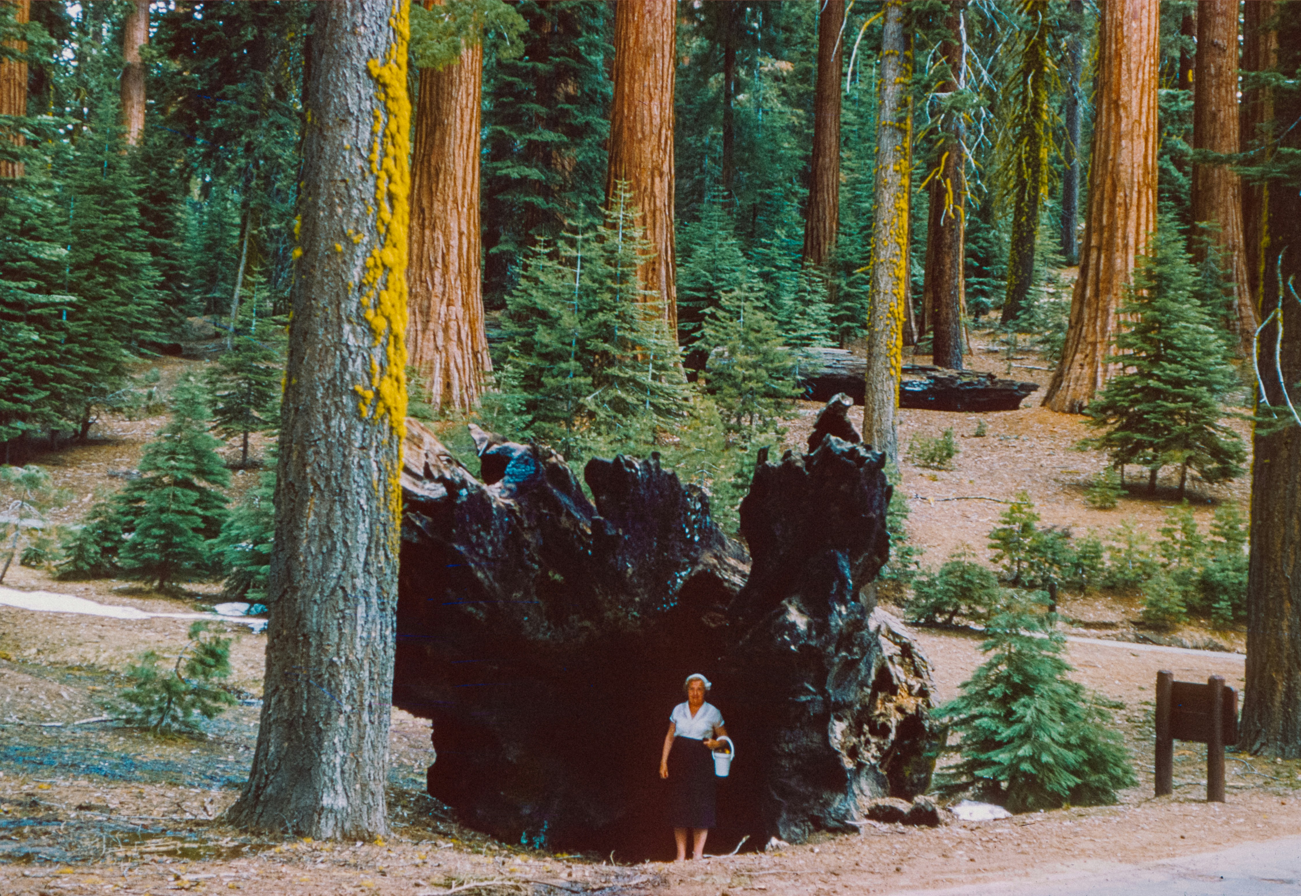 Woman stands under a tree trunk in a forest. photo – Free Forest Image ...