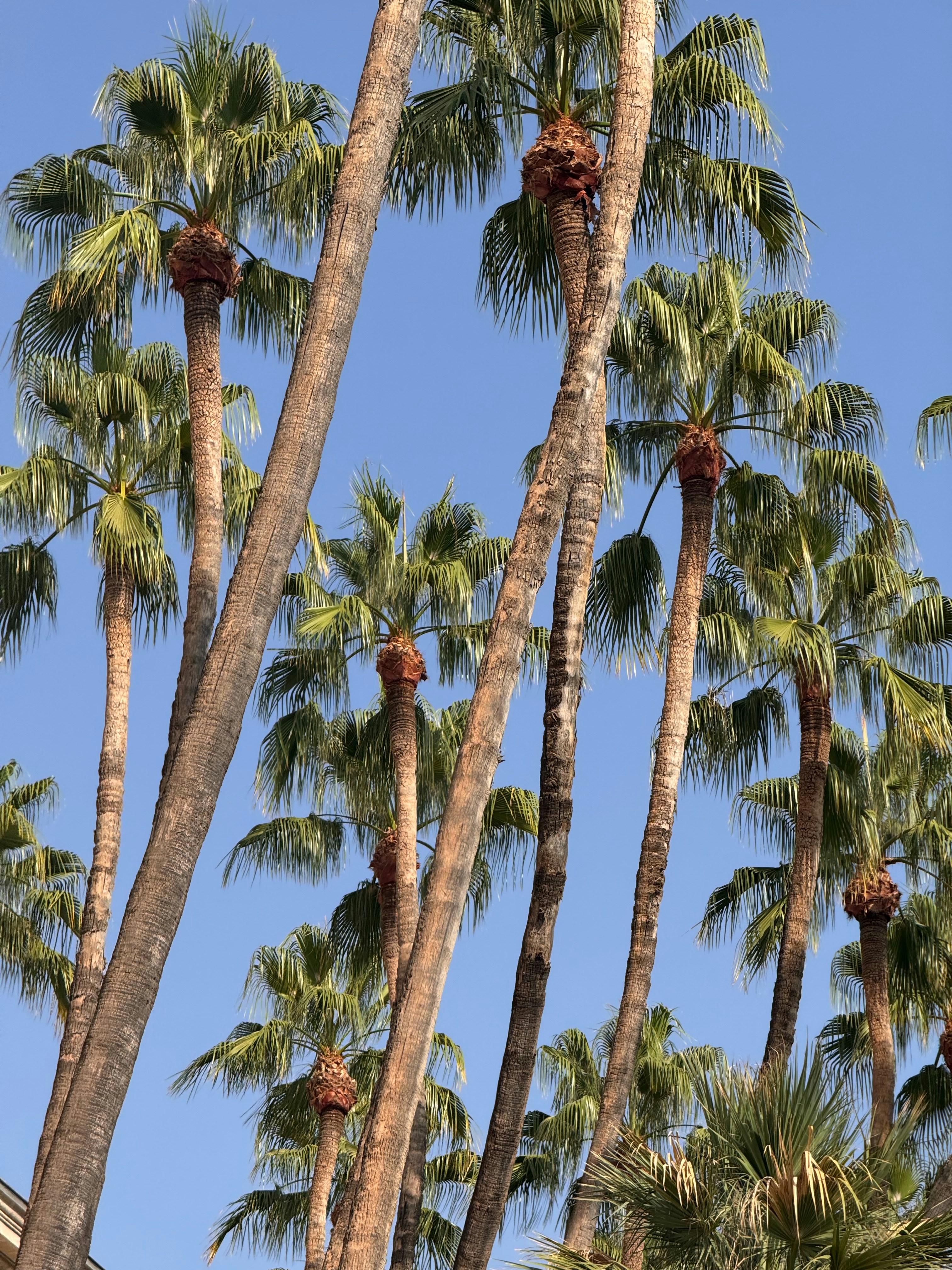 Palm Trunk Chorus Against a Cerulean Sky