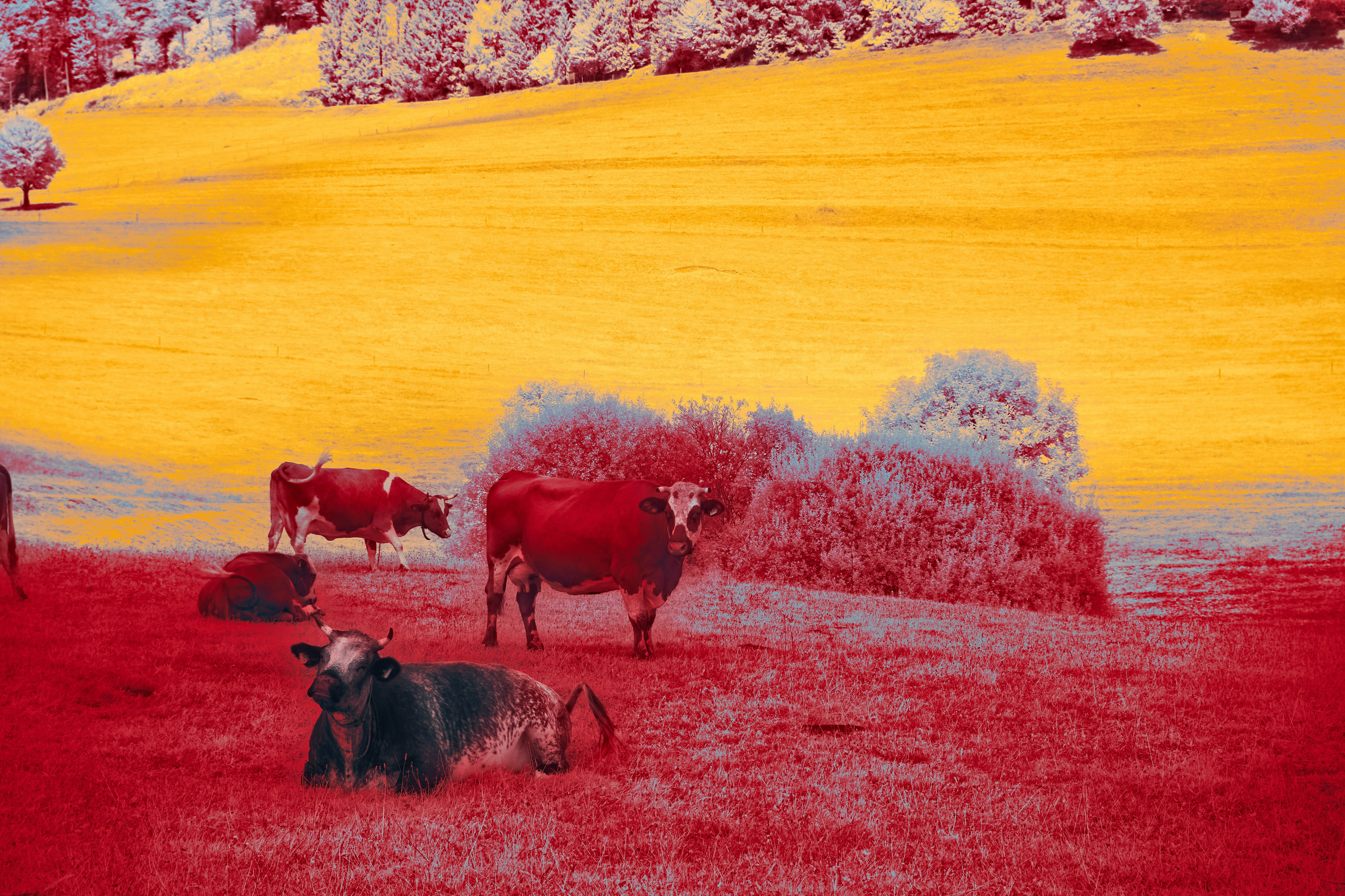 Red Pasture in Infrared Glow with Grazing Cattle
