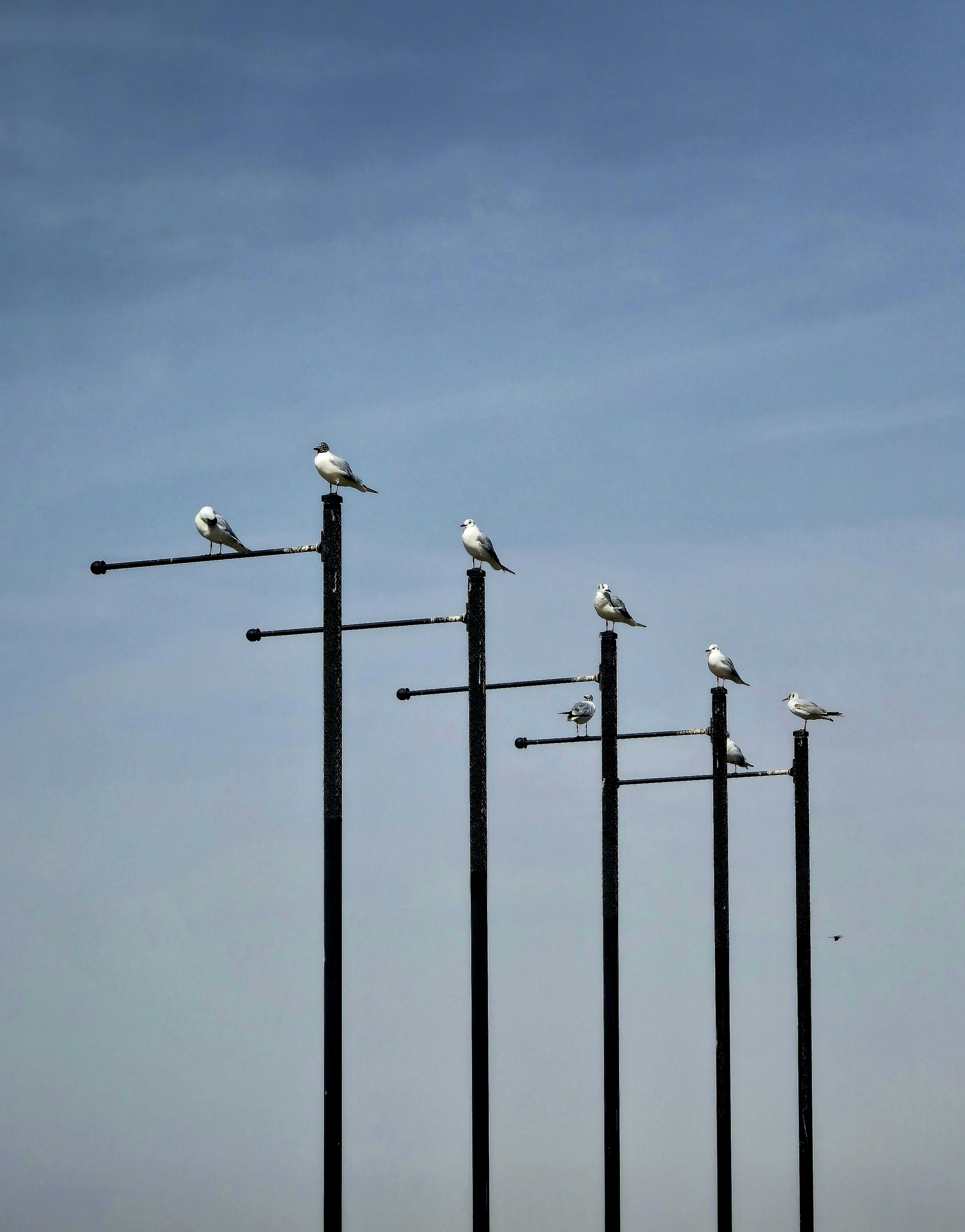 Birds perch on poles against a blue sky. photo – Free Bird Image on ...