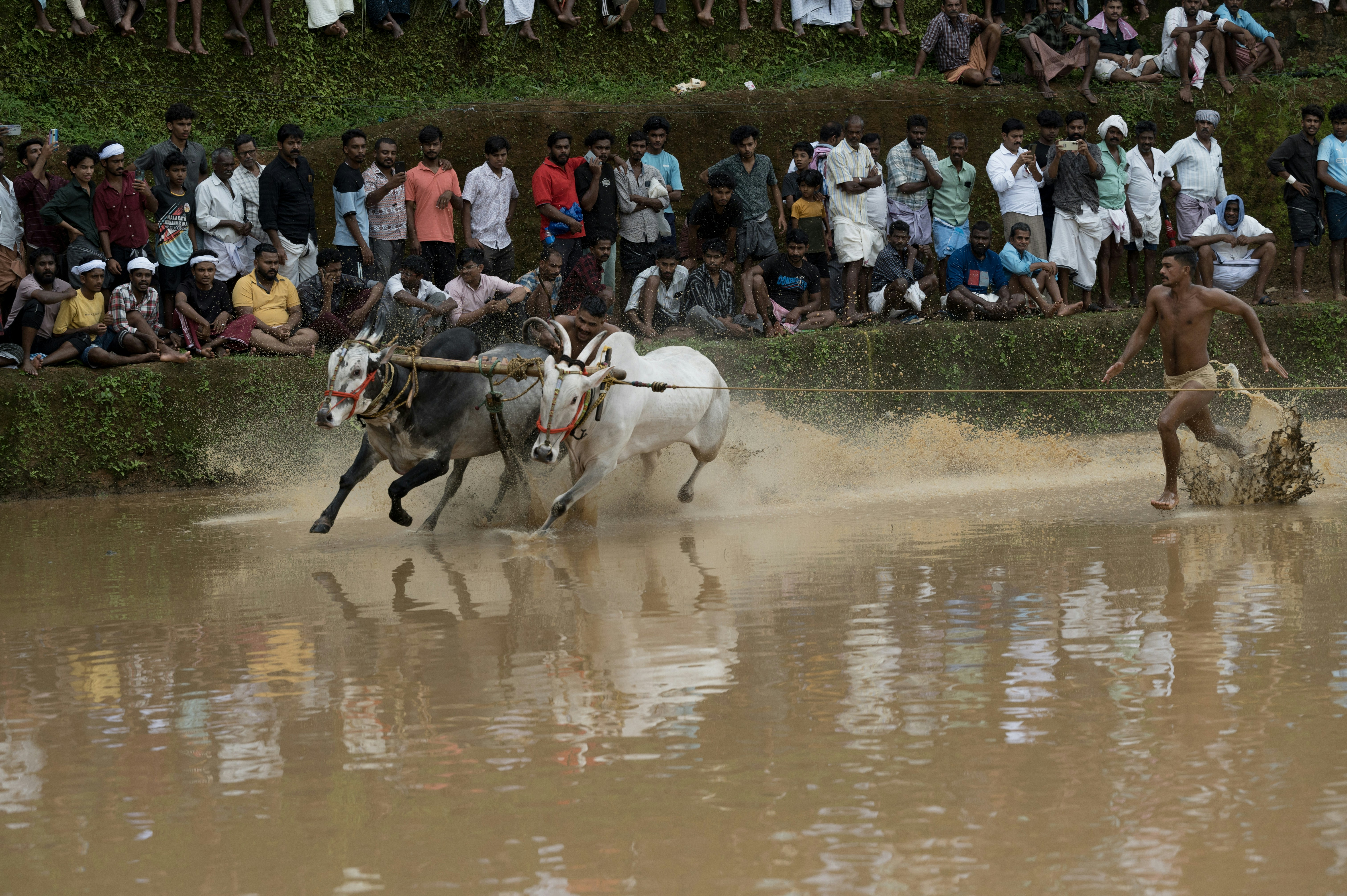Mud-Sprint Showdown: White and gray steeds charge through a churned pool as a crowd watches