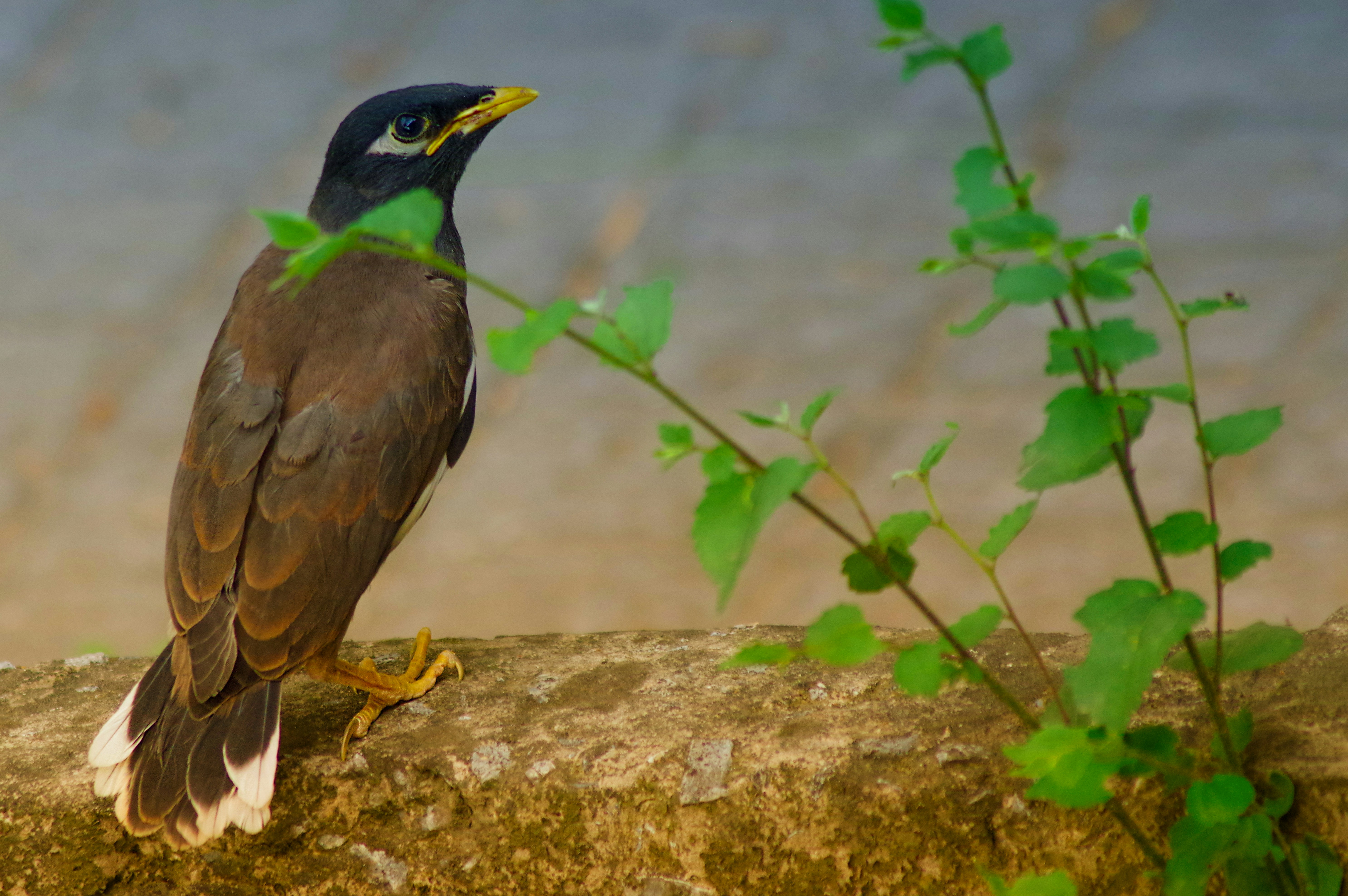 Bird perched on a rustic wall beside vibrant green leaves.