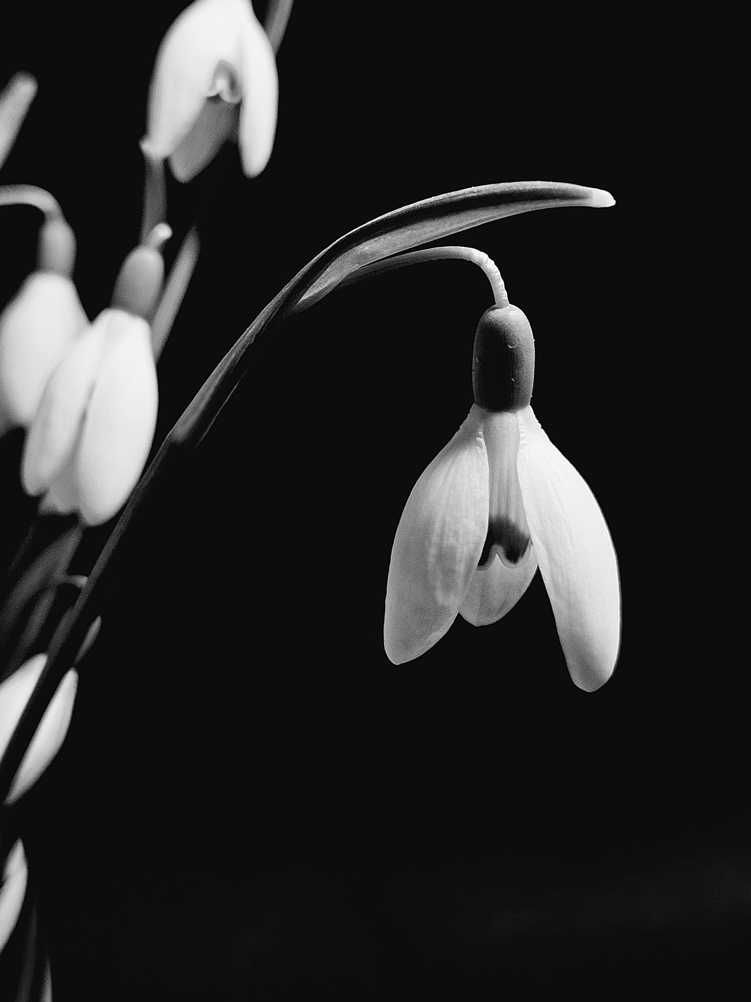 A delicate snowdrop flower stands out against a dark background, highlighting its graceful form and subtle details. The monochrome treatment enhances its ethereal beauty.