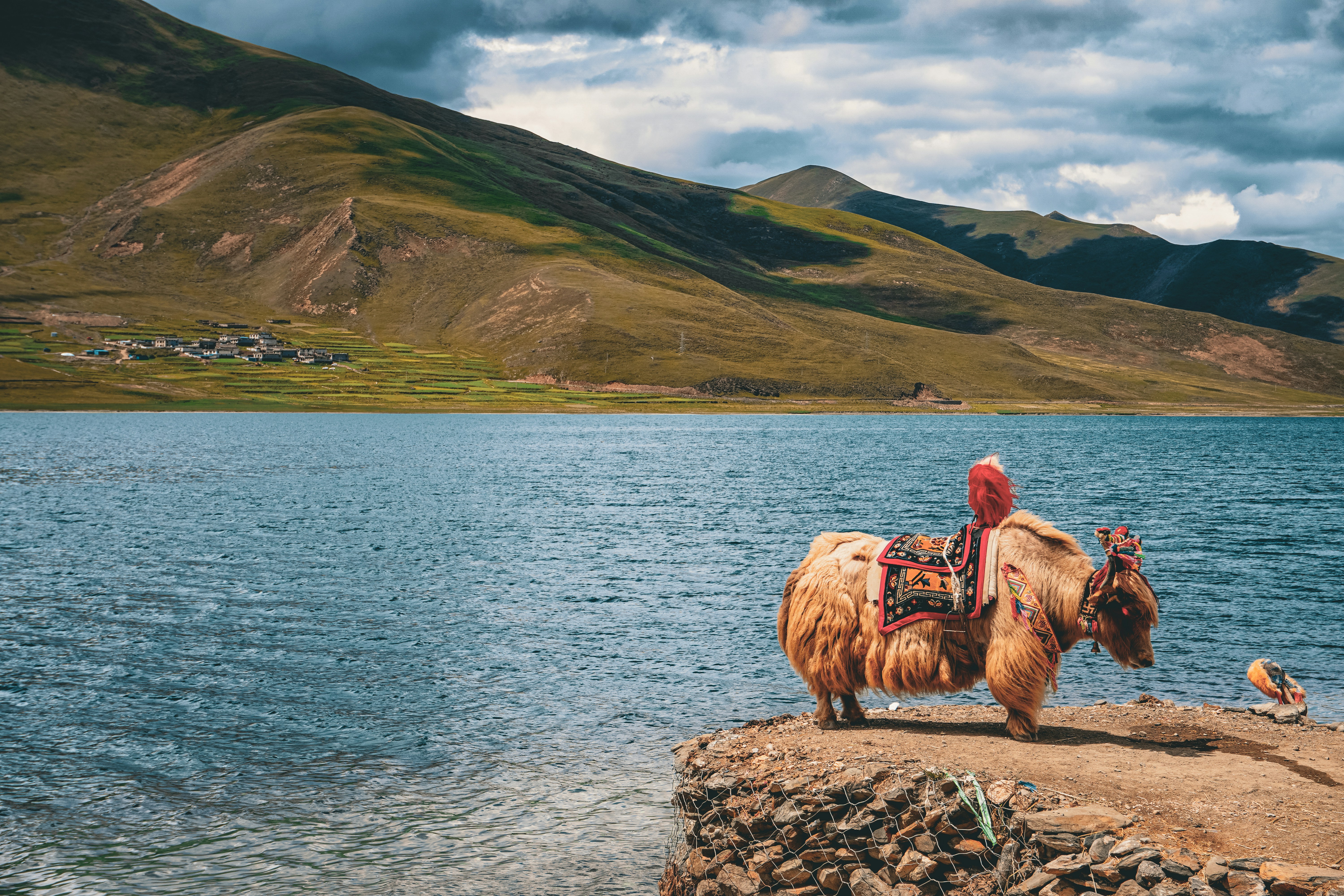 A yak standing near the glacier lake in Tibet, Himalayas
