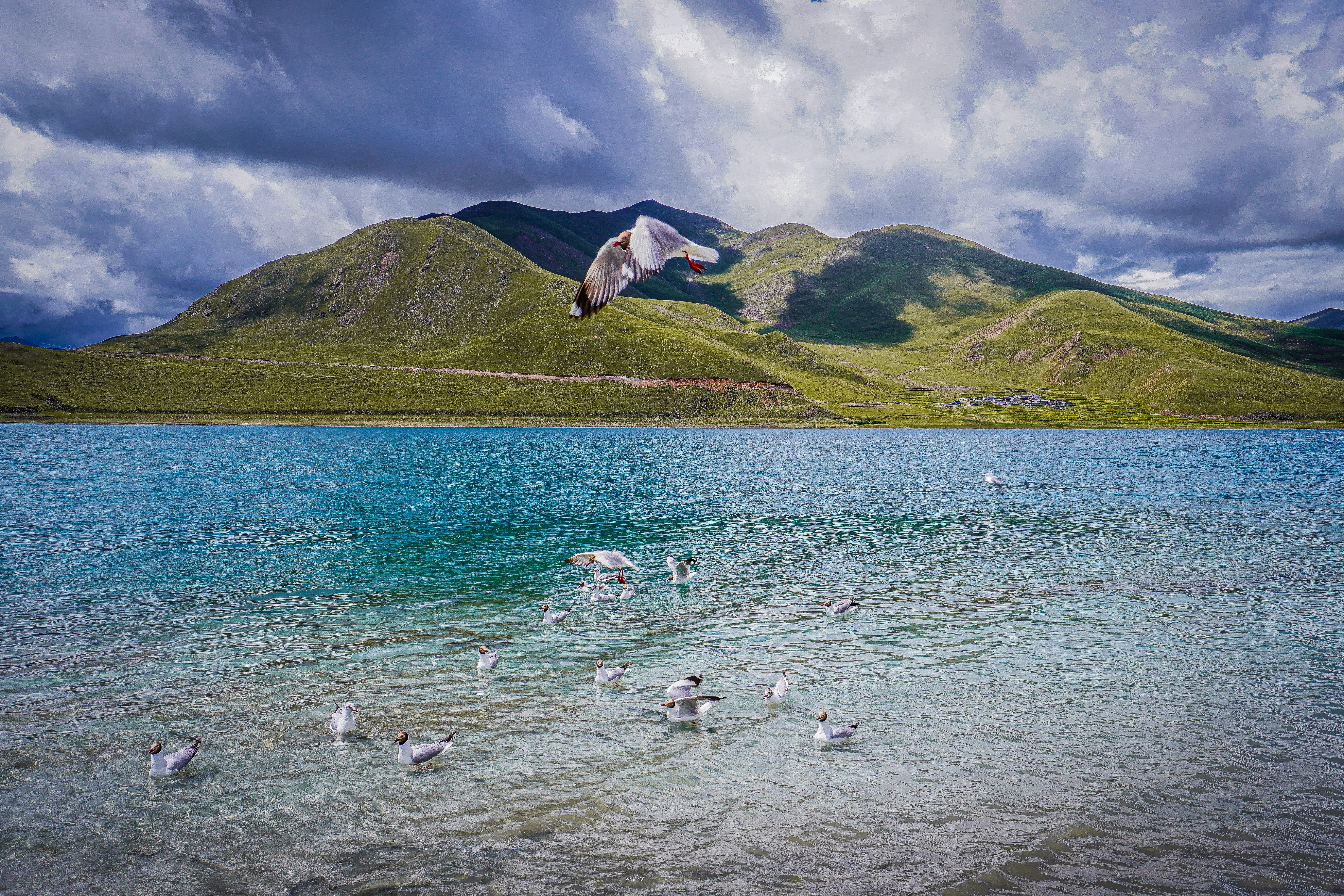 Birds flying over glacier lake in Tibet, Himalayas