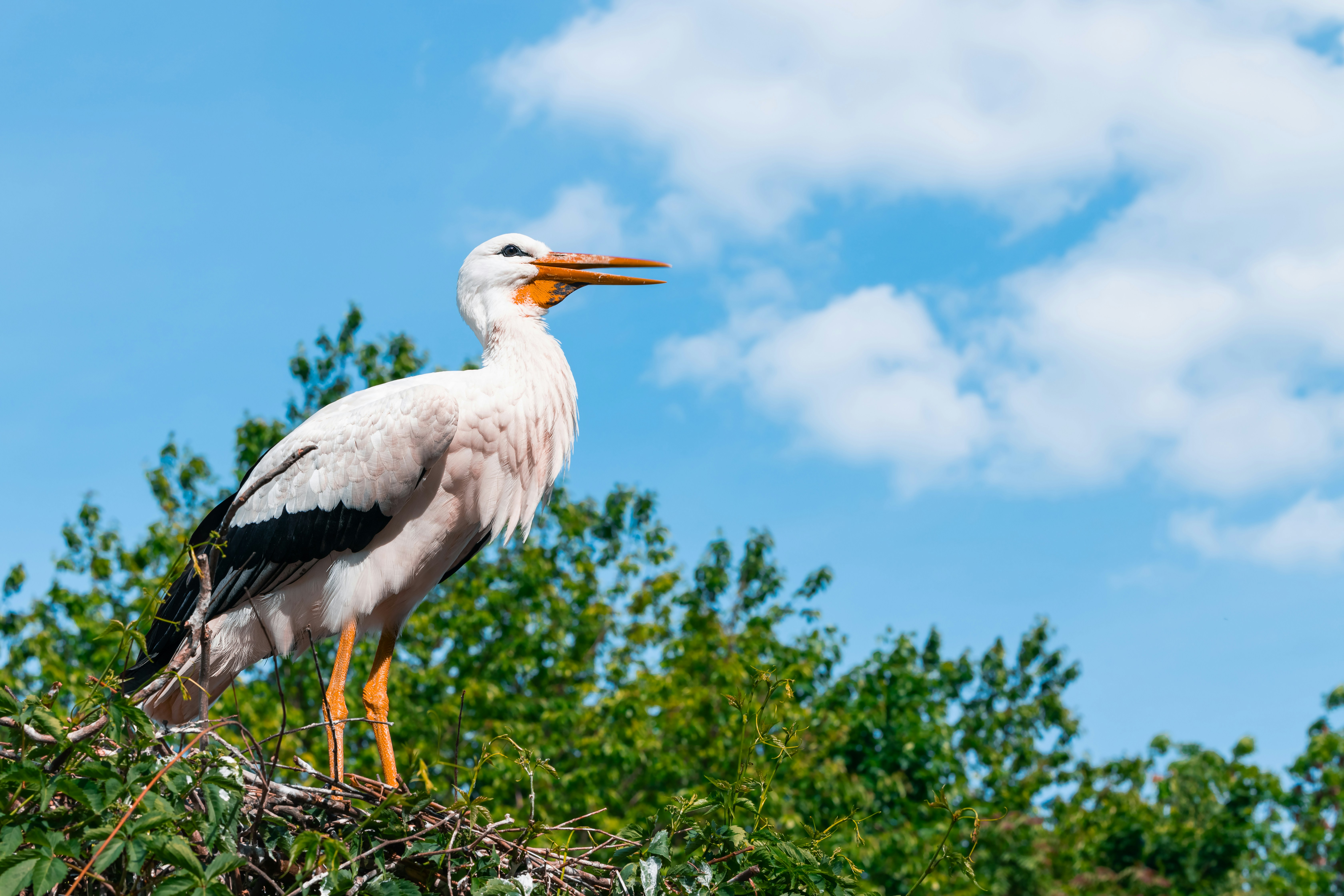 Stork perched on a nest against a backdrop of blue sky and fluffy clouds.