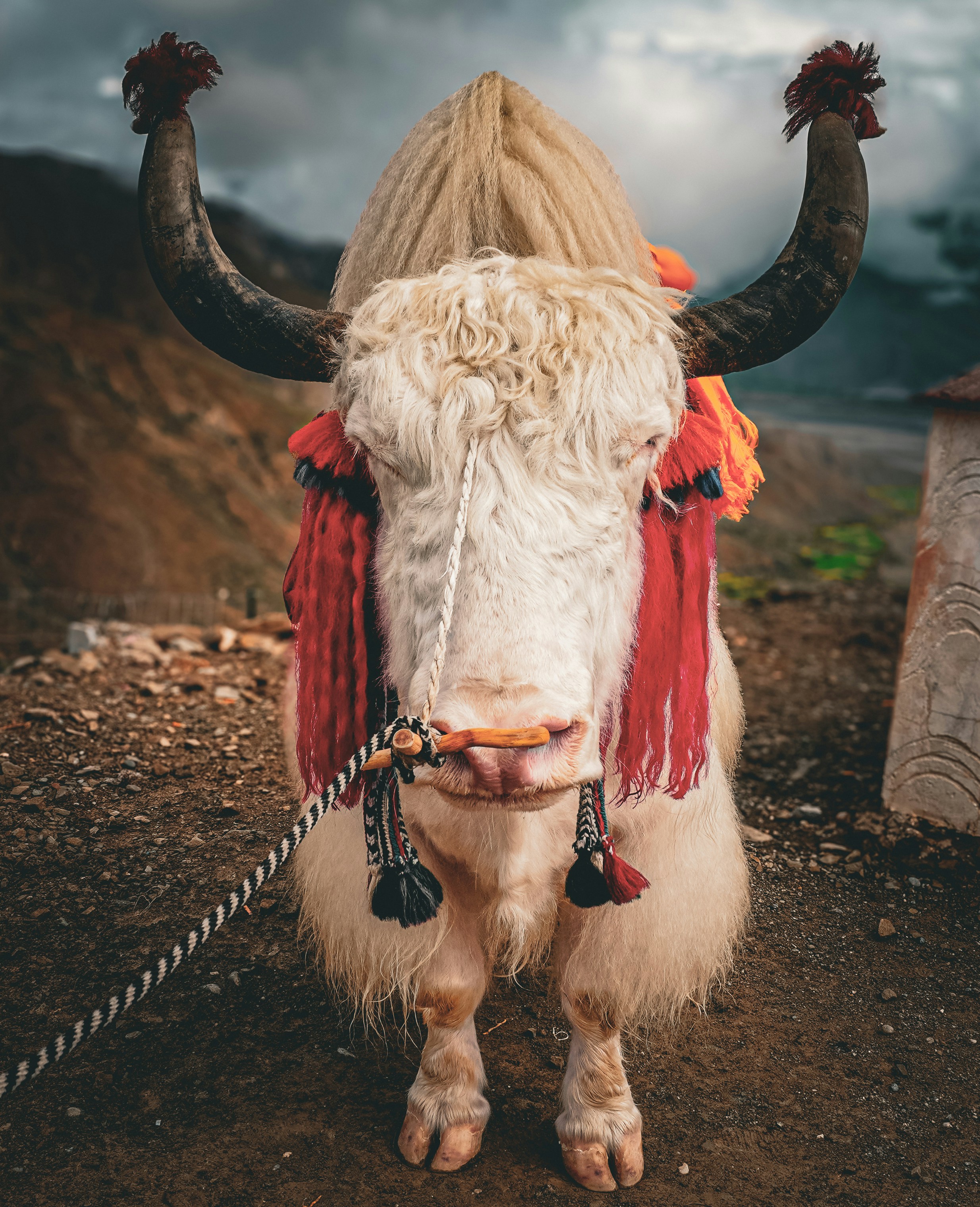 A decorated yak poses in front of the camera. photo – Free Woman Image ...