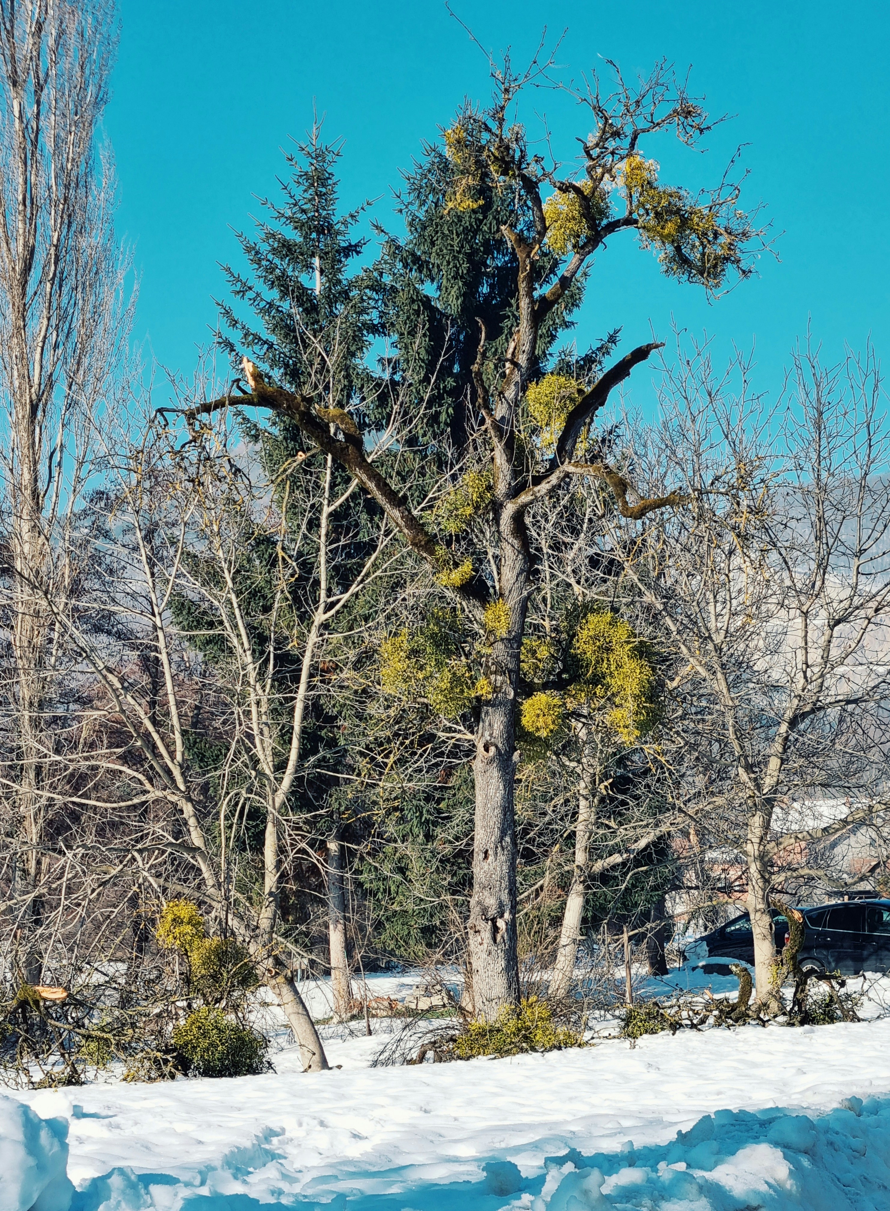 Cerulean Sky Over a Moss-Dusted Tree in Winter Snow
