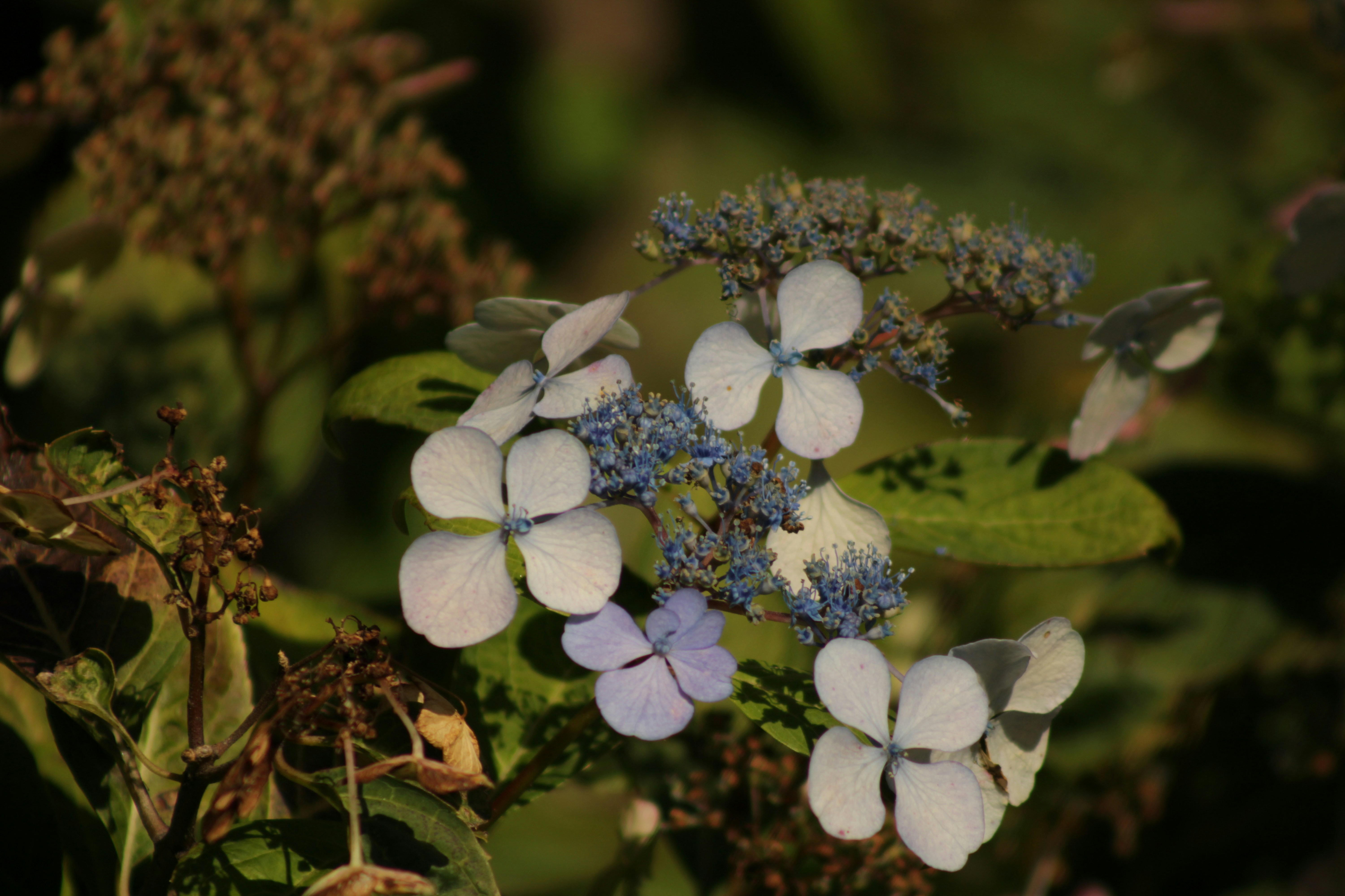 Delicate hydrangea blossoms with soft purple and white hues against a backdrop of rich green foliage.