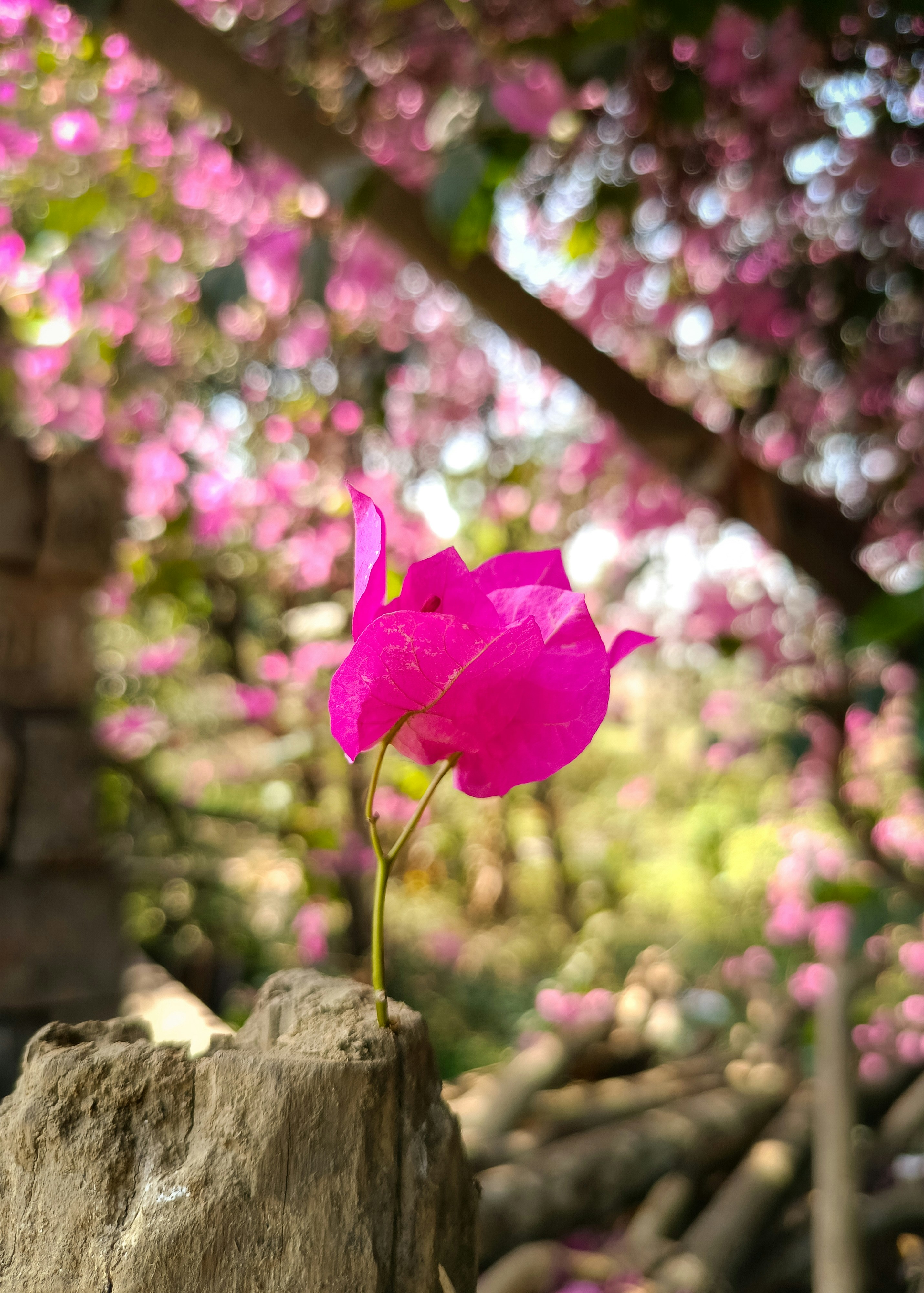 Single Magenta Bloom Rising from a Weathered Stone Ledge