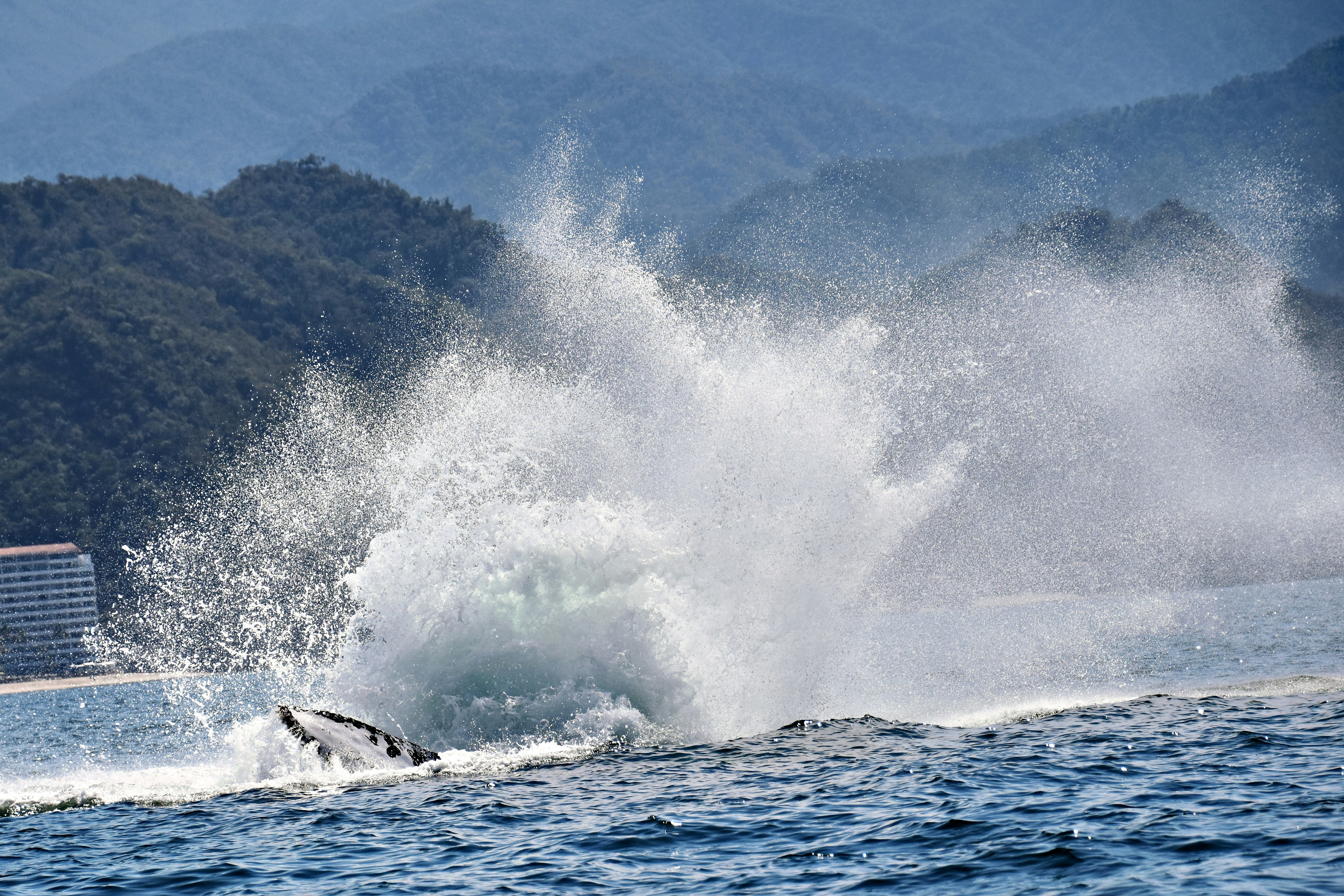 A jet ski creates a huge splash on the water. photo – Free Animal Image ...
