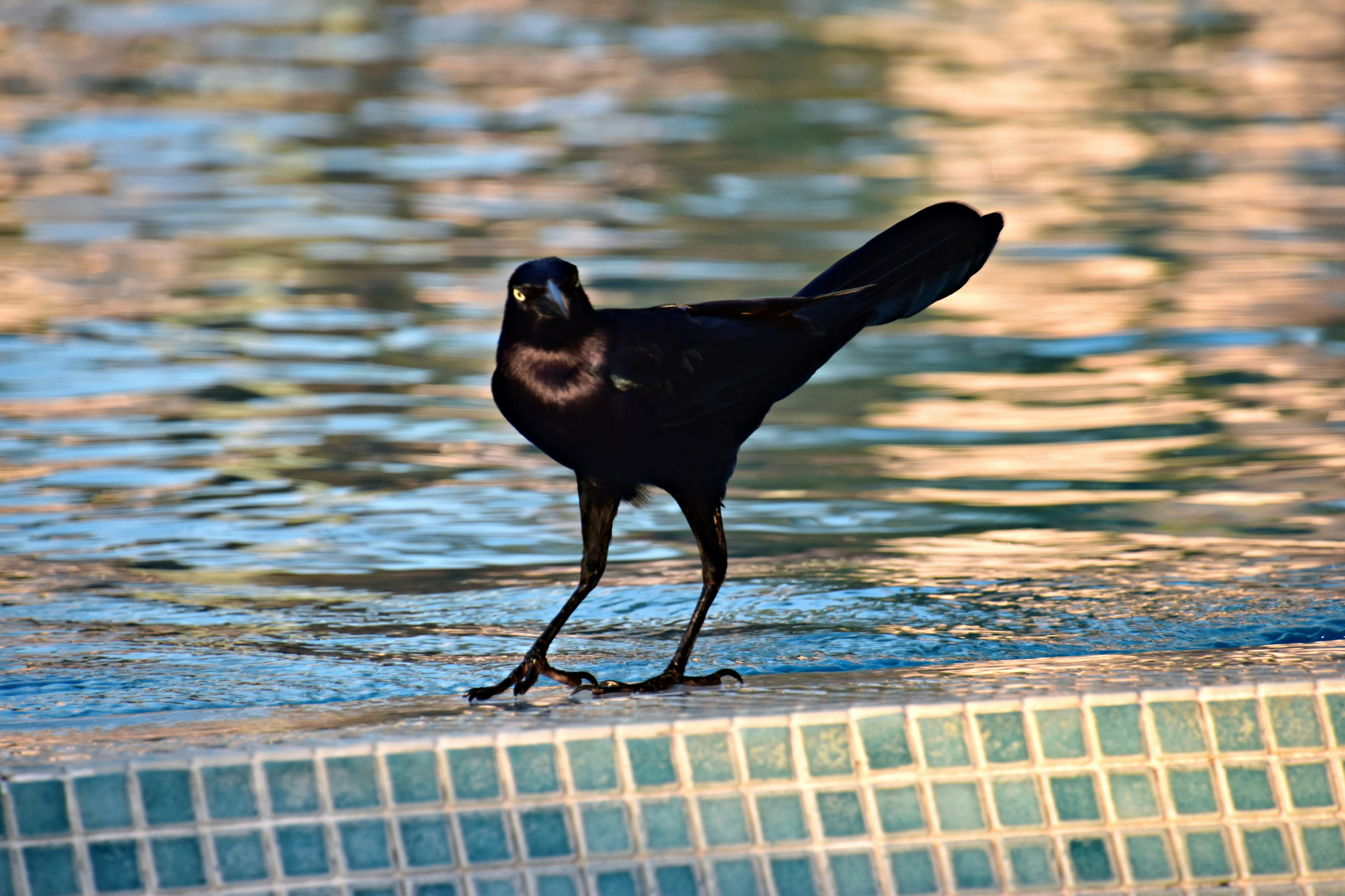 A black bird stands next to a pool. photo – Free Animal Image on Unsplash