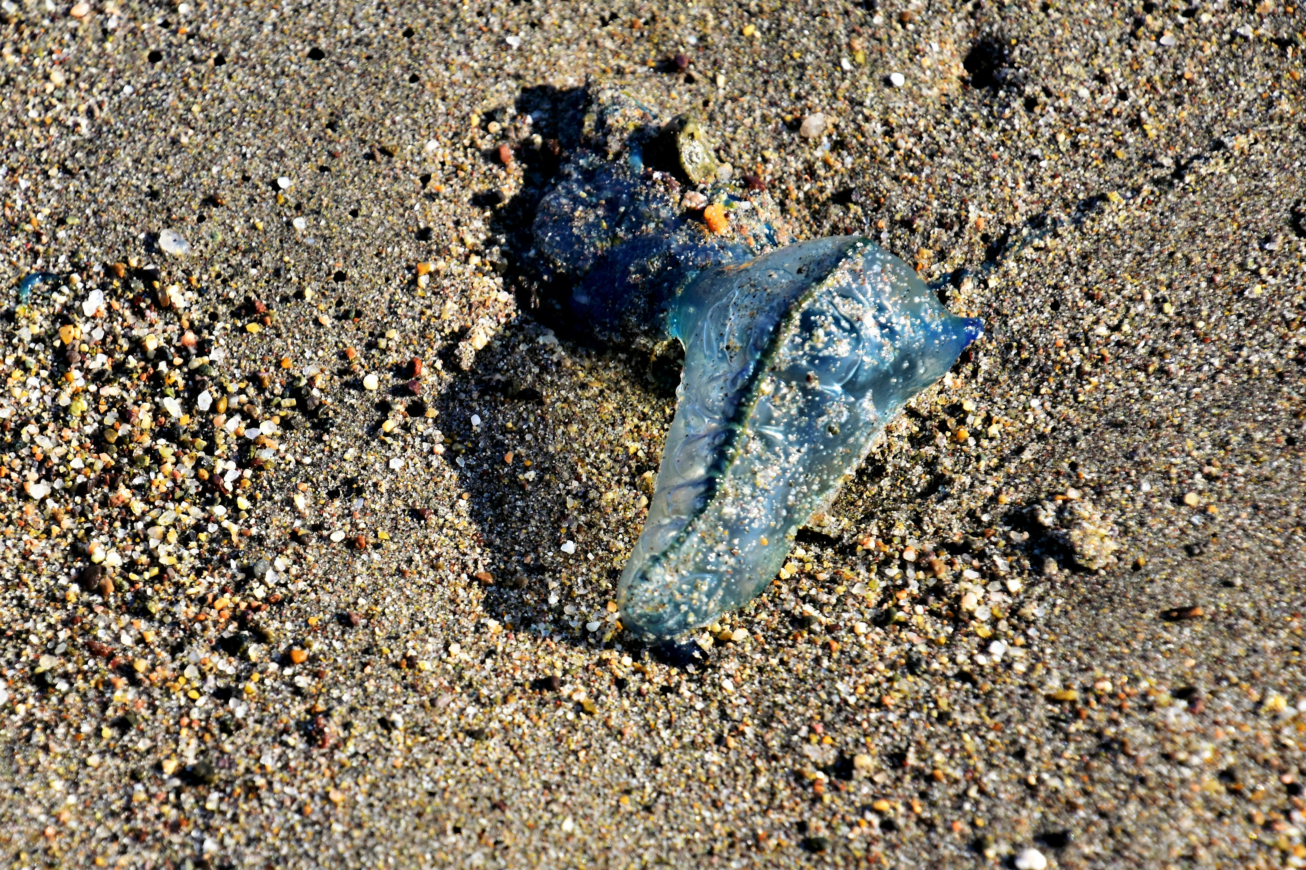 Translucent Blue Jellyfish Resting on a Speckled Beach