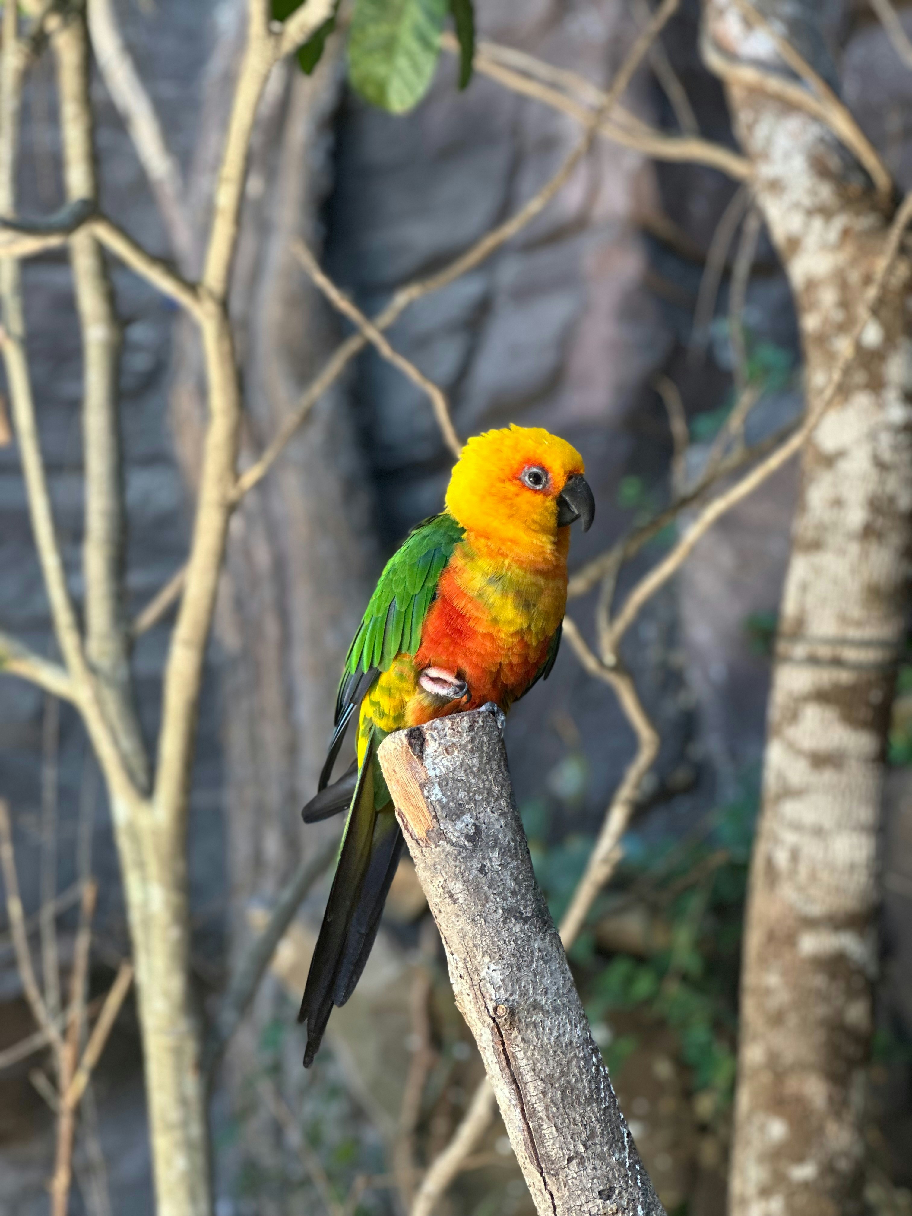 A colorful sun conure perches on a branch. photo – Free Animal Image on ...