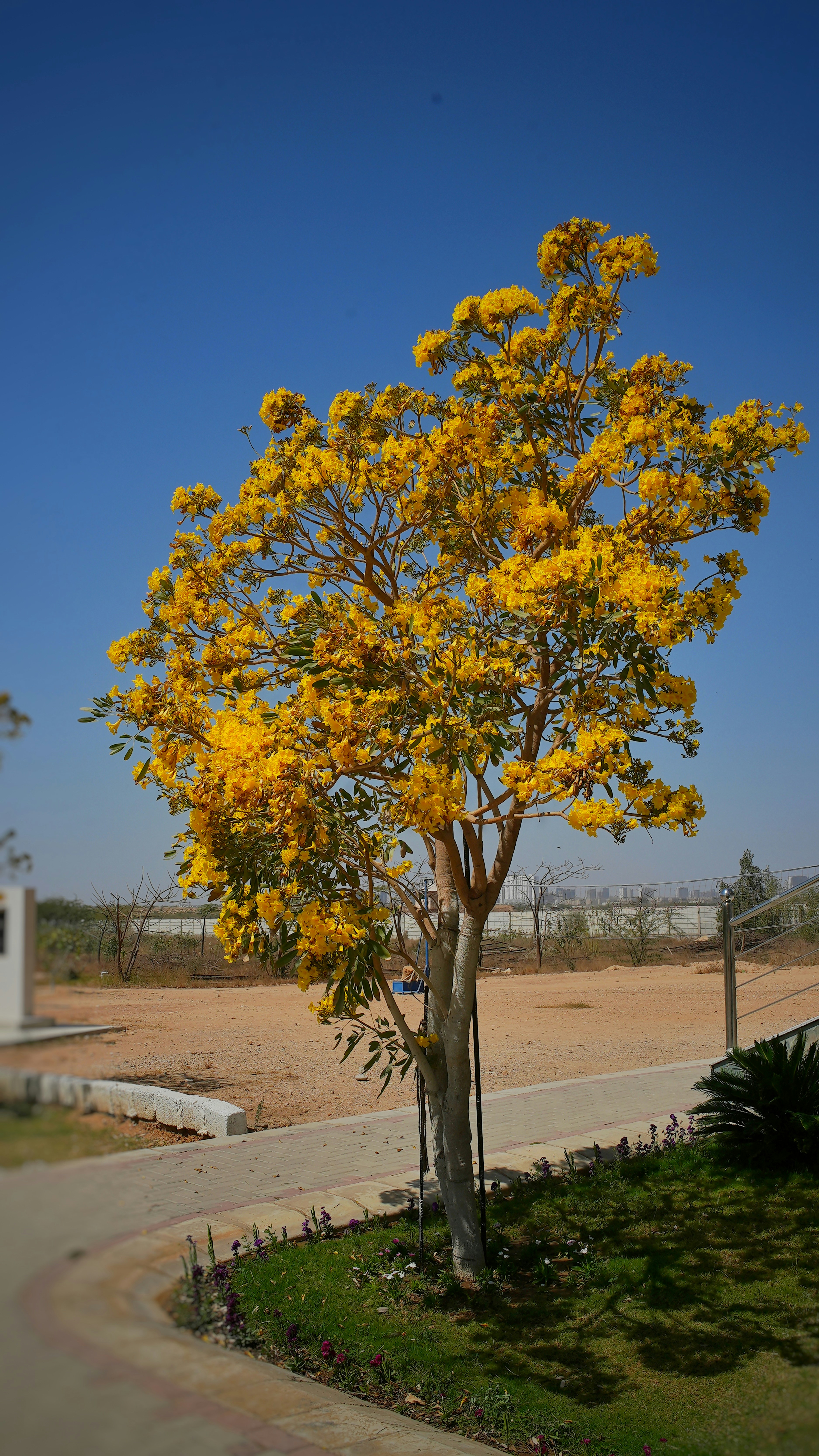 Golden Blossoms Beneath a Clear Sky