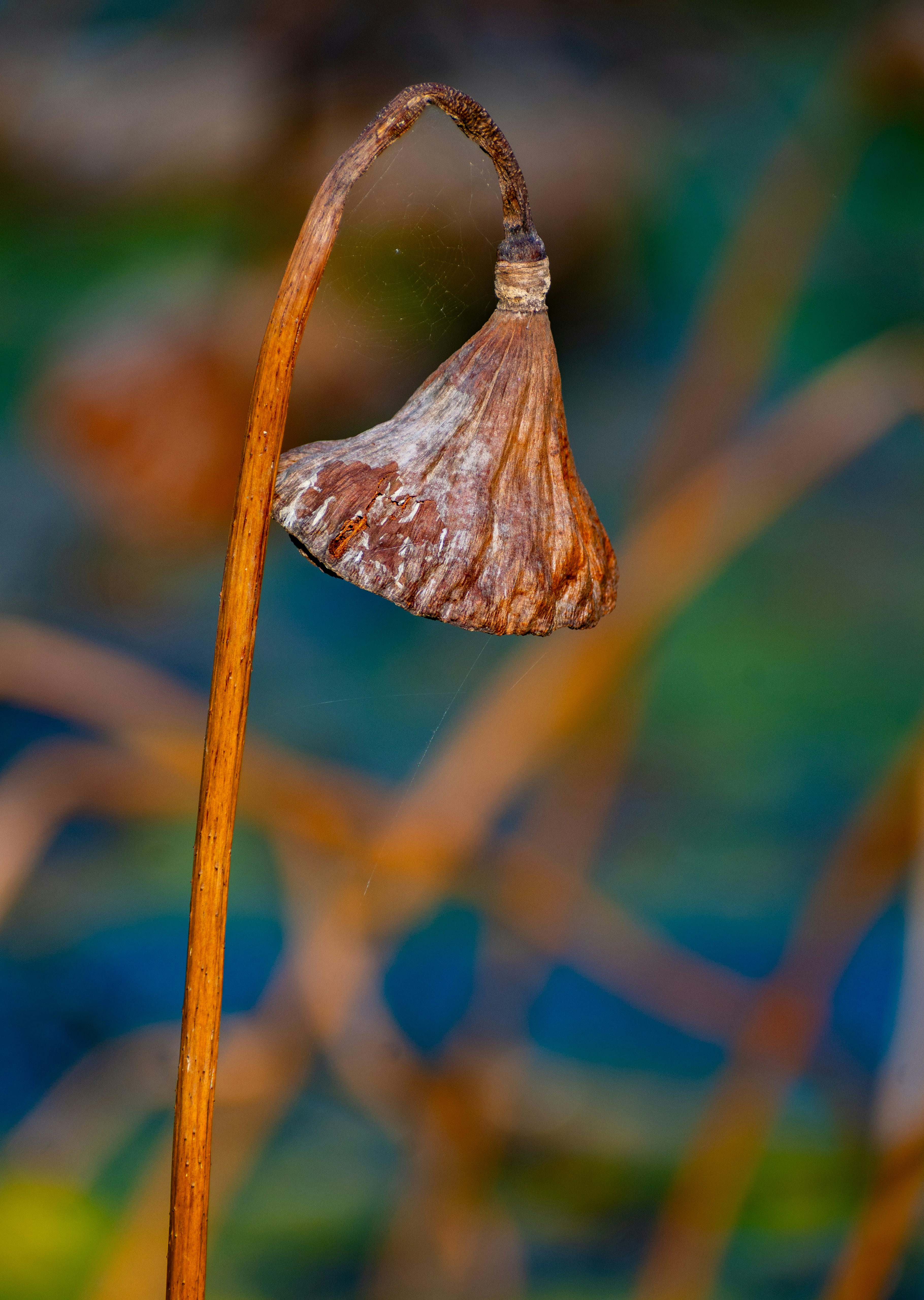 Hushed Seed on a Sinewy Stem: a quiet study in color and texture