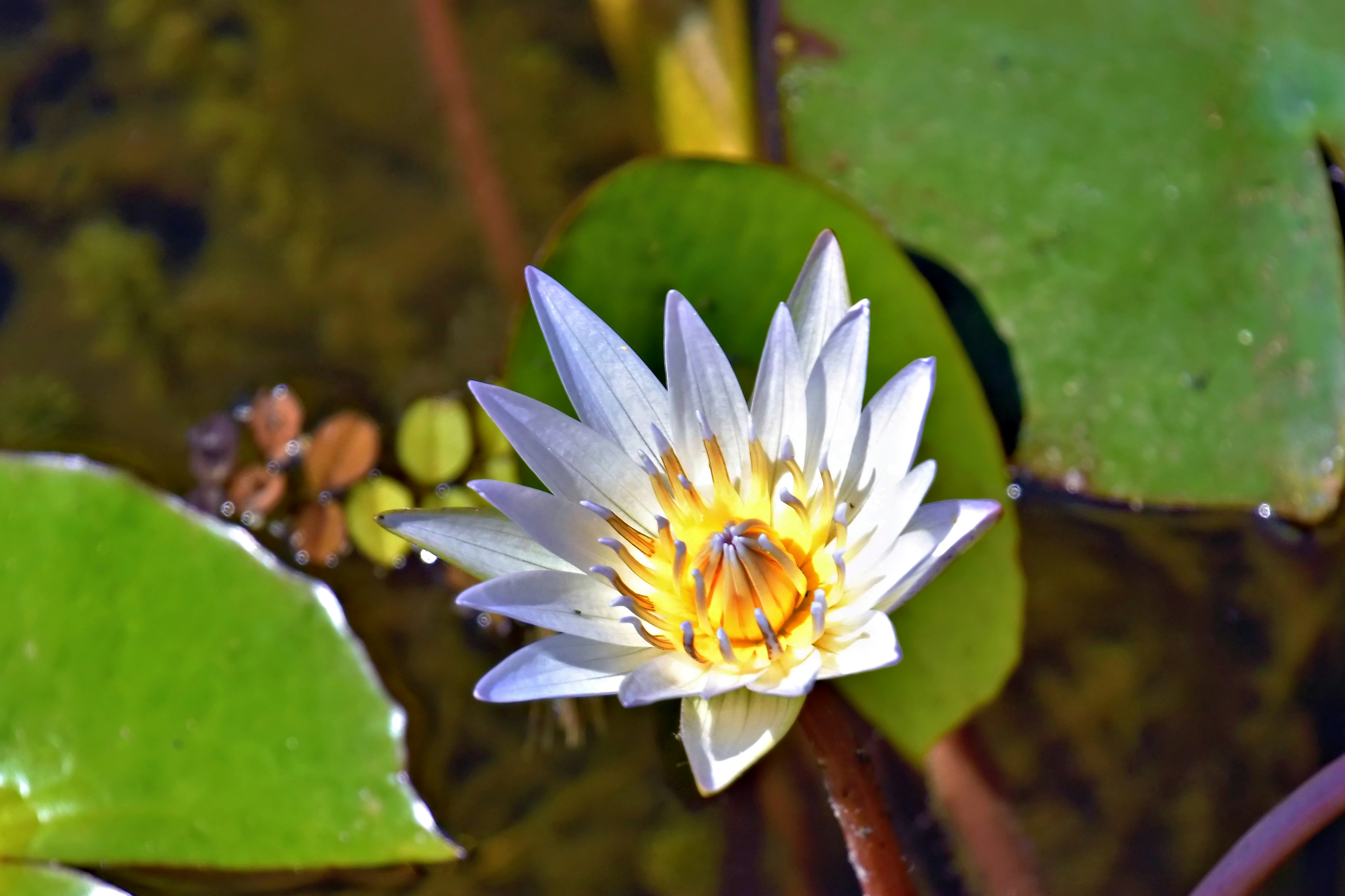 White water lily with vibrant yellow center floating among green lily pads on a pond.