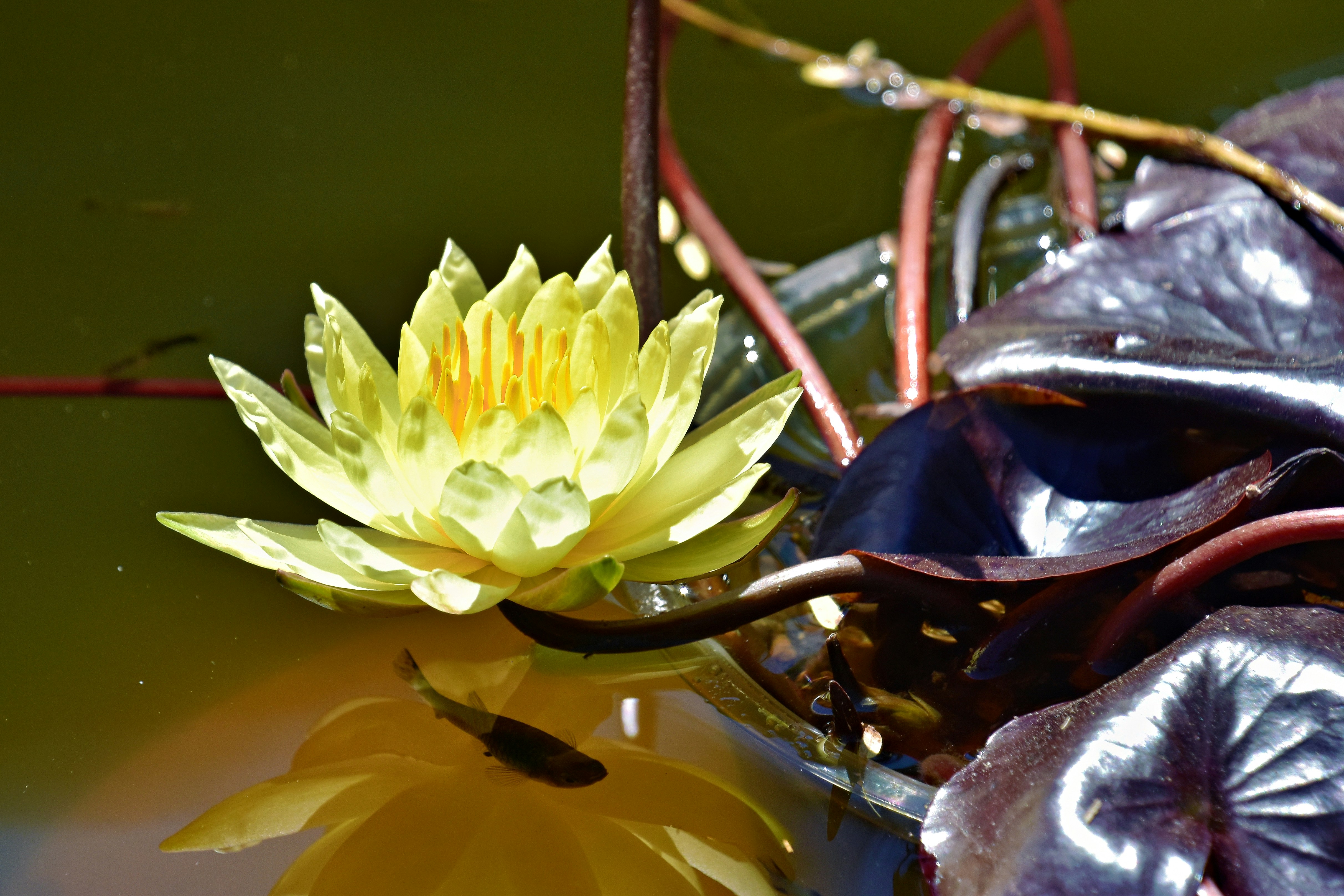Emerald Crown on Quiet Waters: A Yellow-Green Water Lily in Bloom