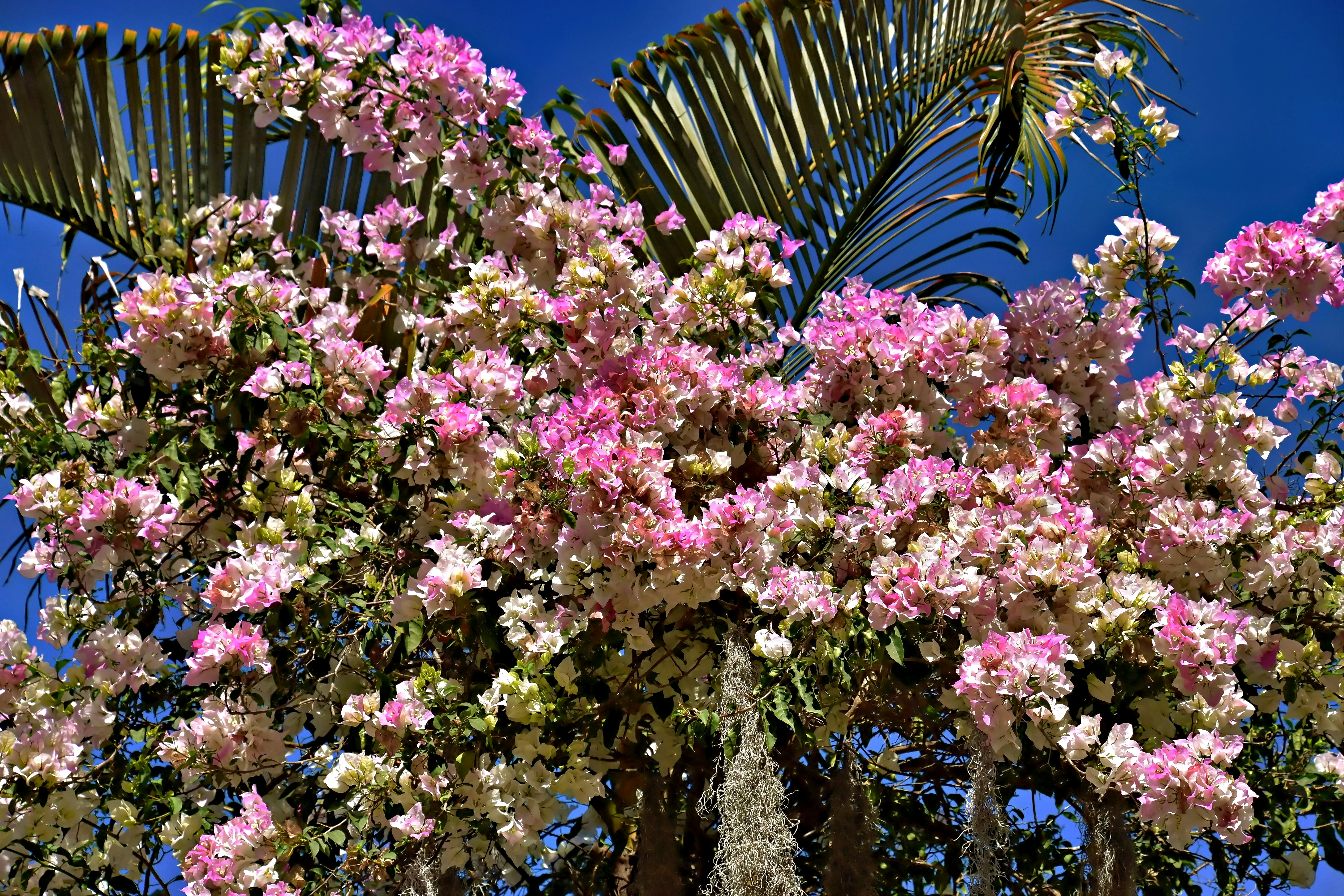 Pink Bougainvillea Cascade Framed by Palms Under a Caribbean Sky