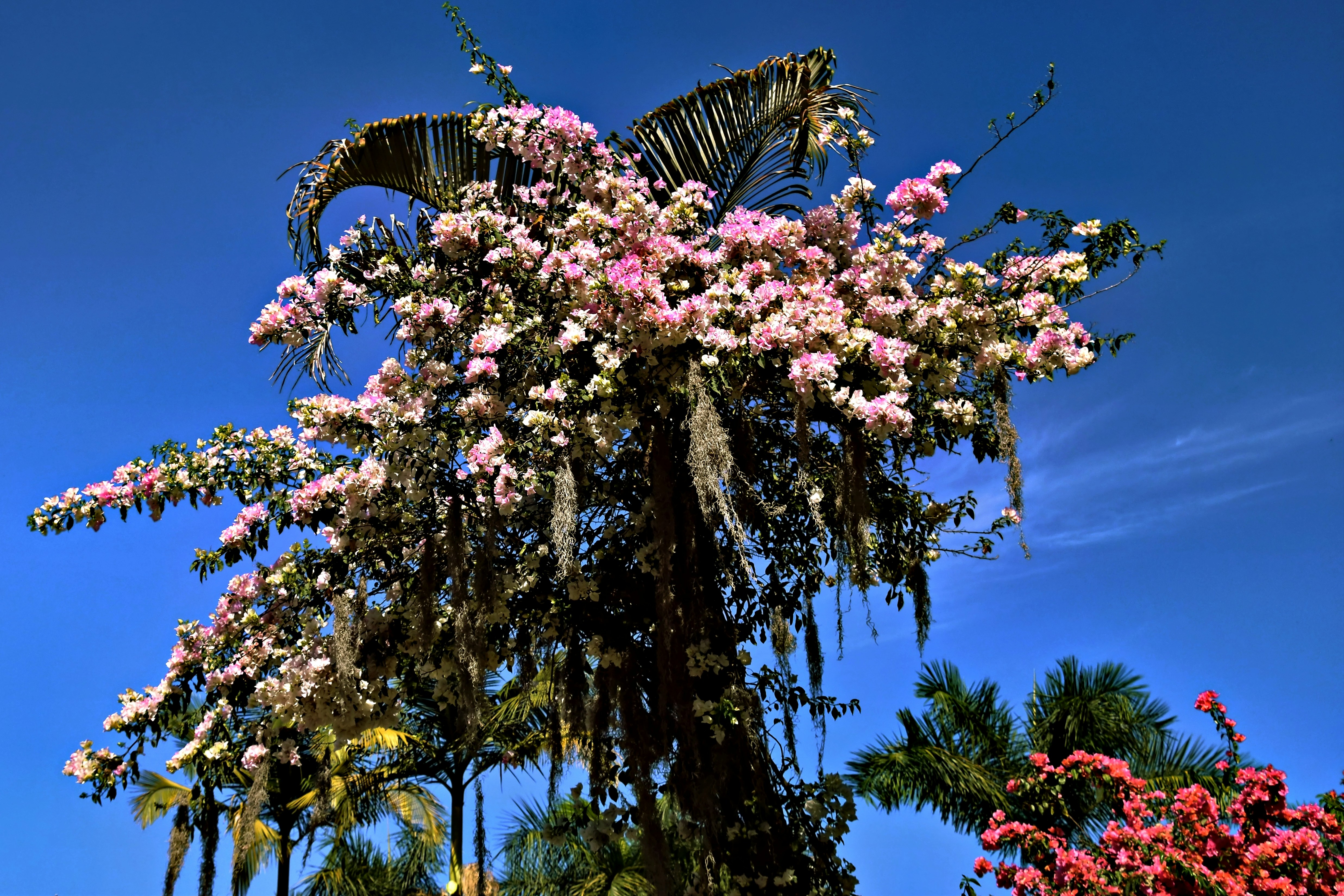 Blooming Palms and Neon Blue: A Florid Crown Against a Sky