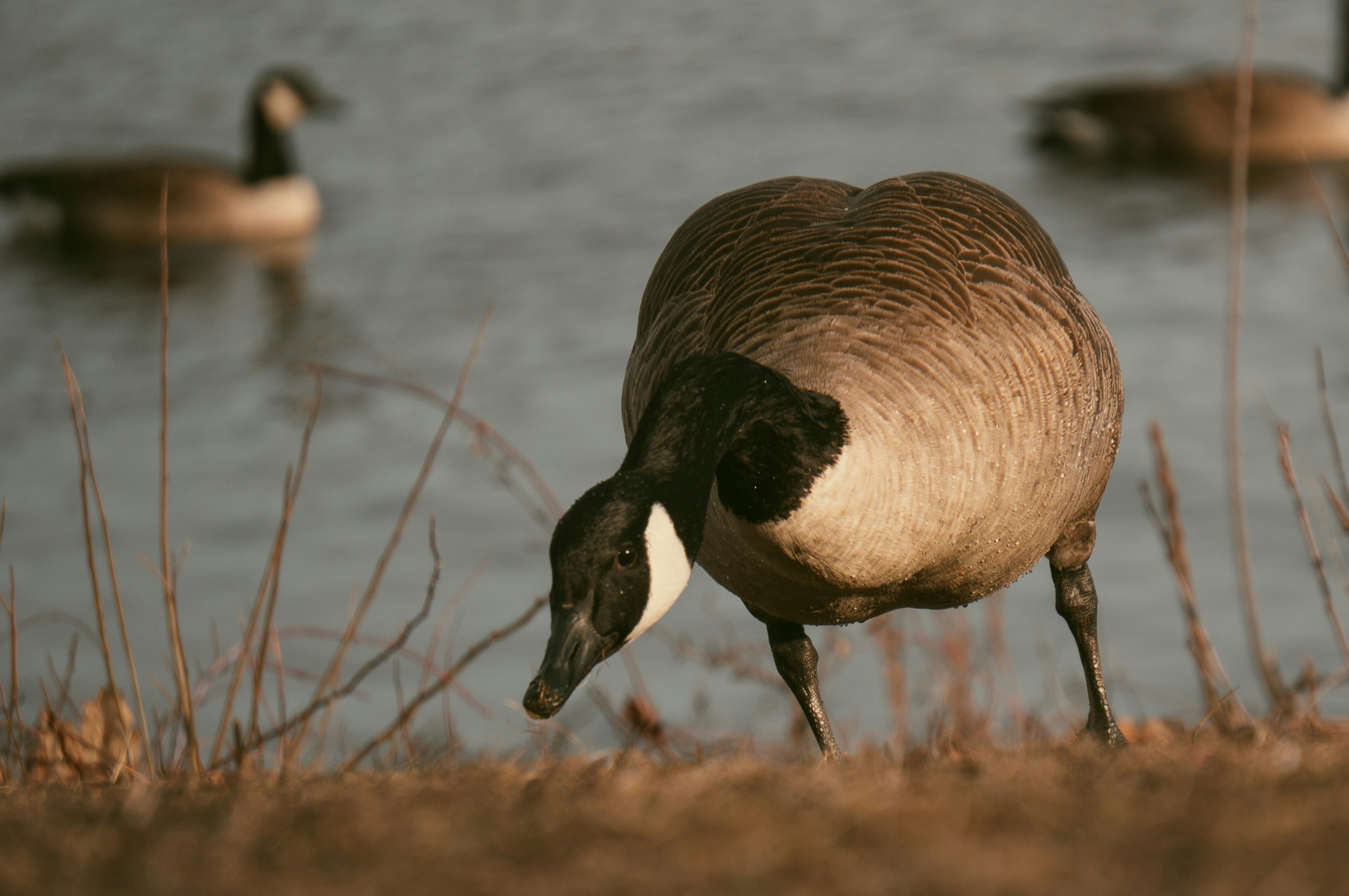Midstride Stillness: A Canada Goose Pauses at the Muddy Shore