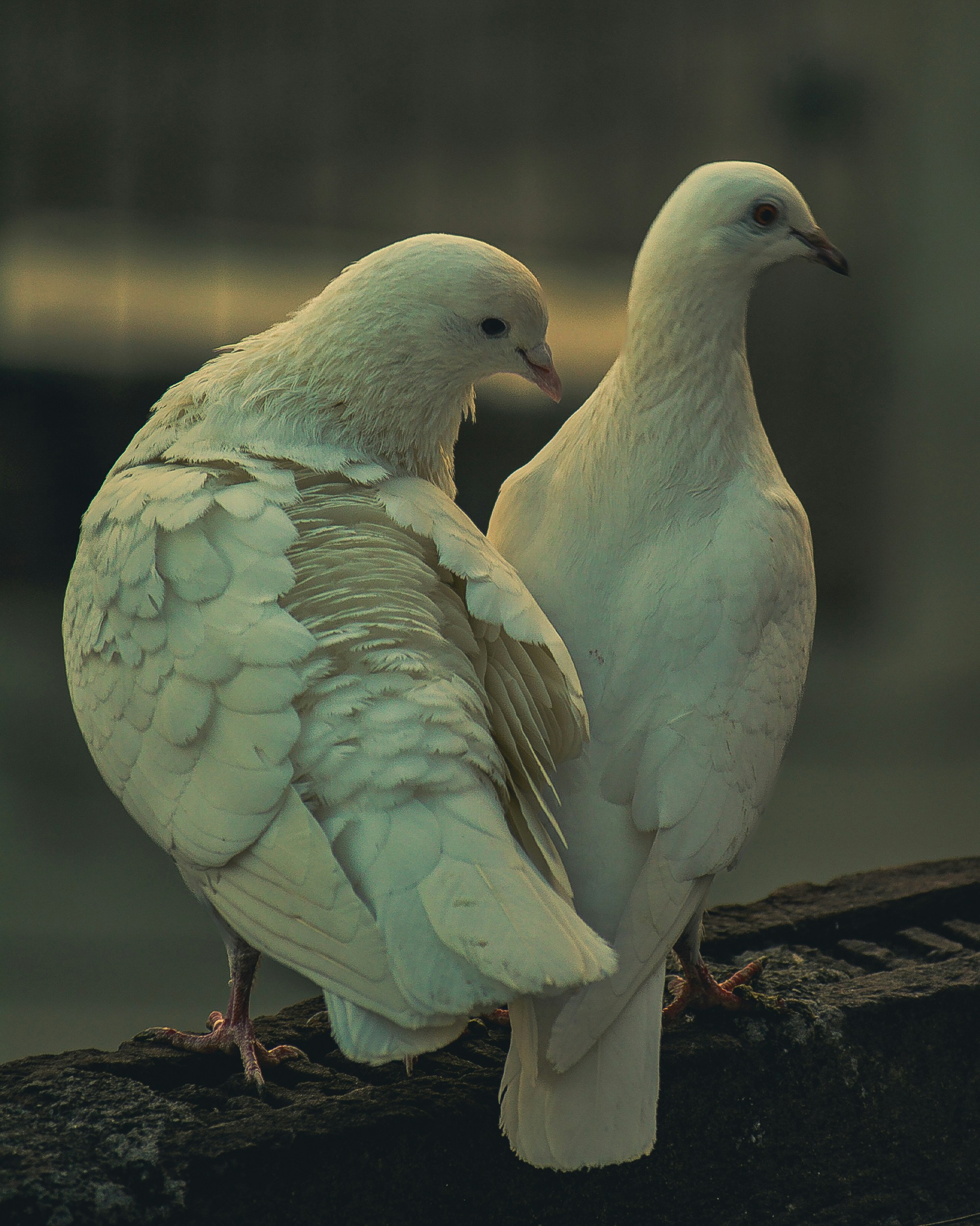Two white doves perched closely together. photo – Free Bird Image on ...