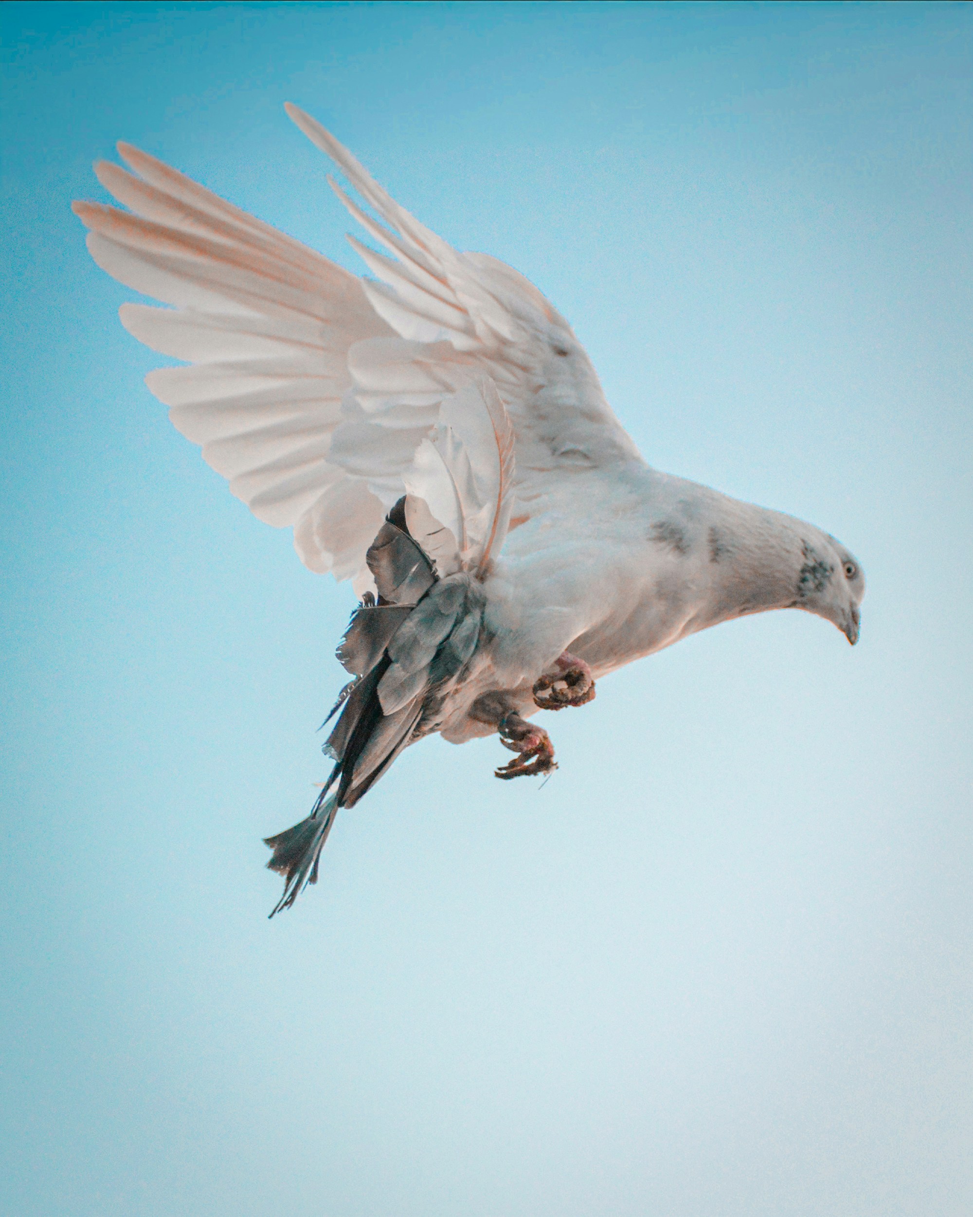 A white dove flies gracefully through blue sky. photo – Free Bird Image ...