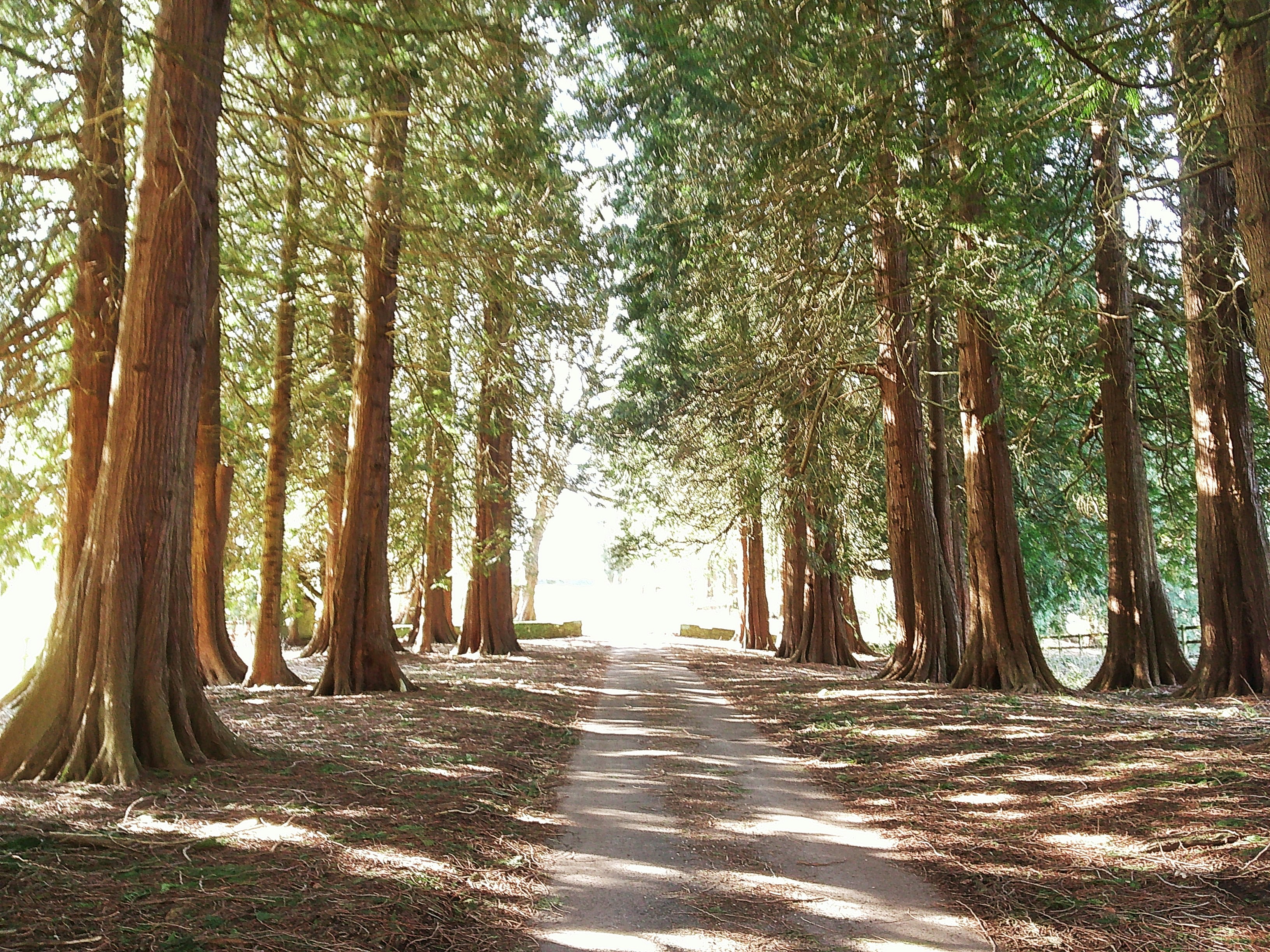 A path leads through a grove of tall trees. photo – Free Wallpaper ...