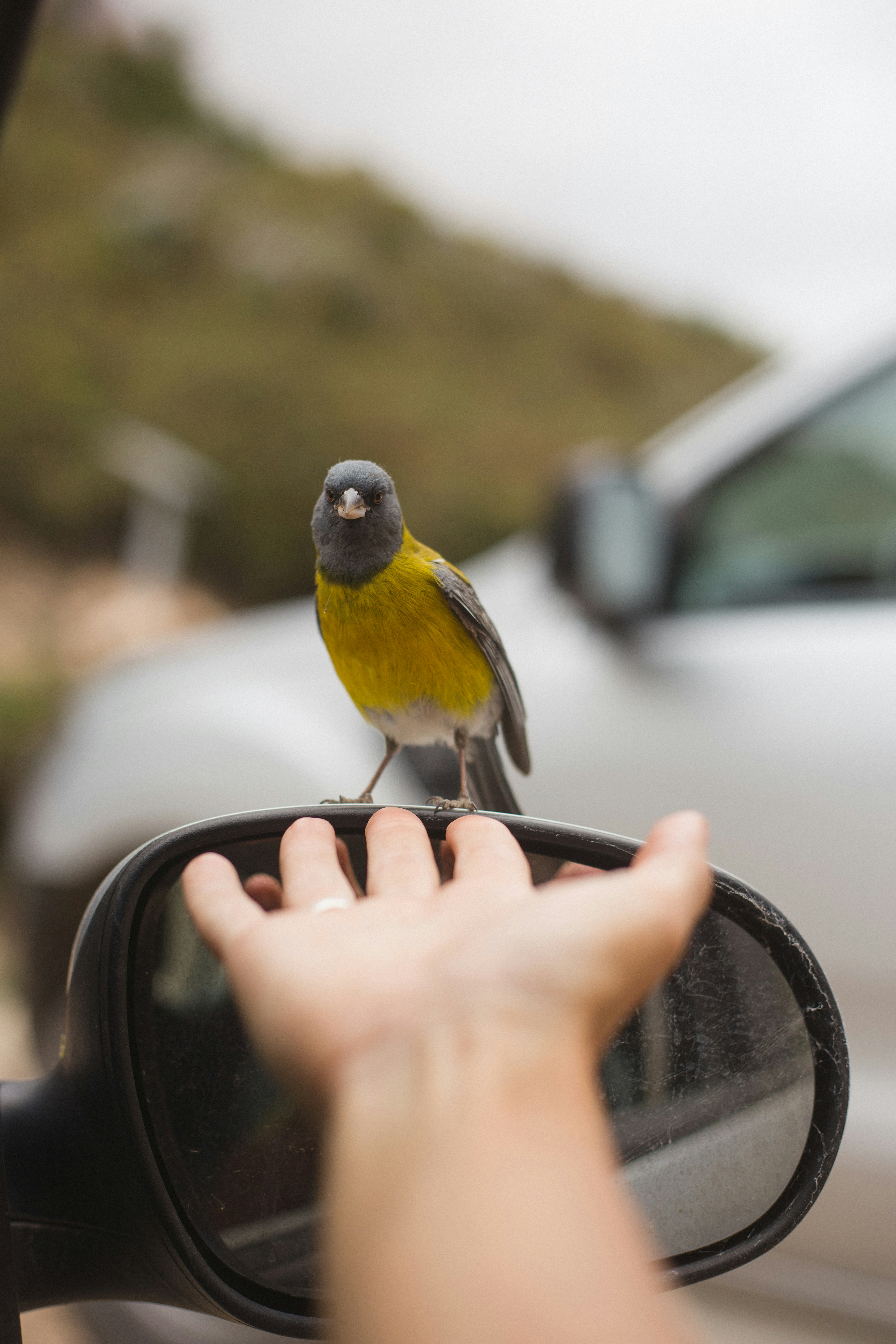 Yellow-Chested Visitor on a Car Mirror: A Quiet Moment of Contact