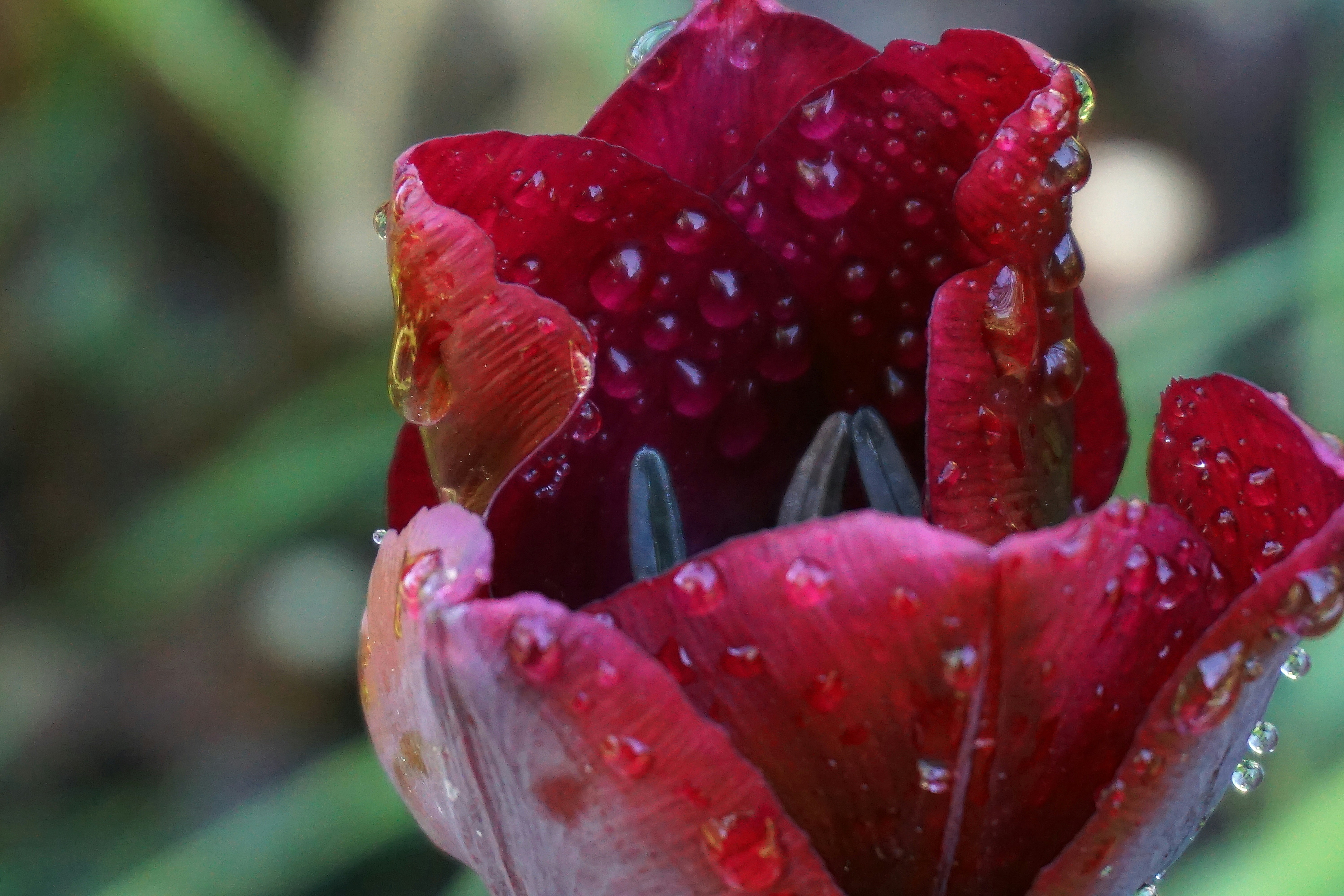 Red tulip petals glistening with dew drops against a blurred green background.