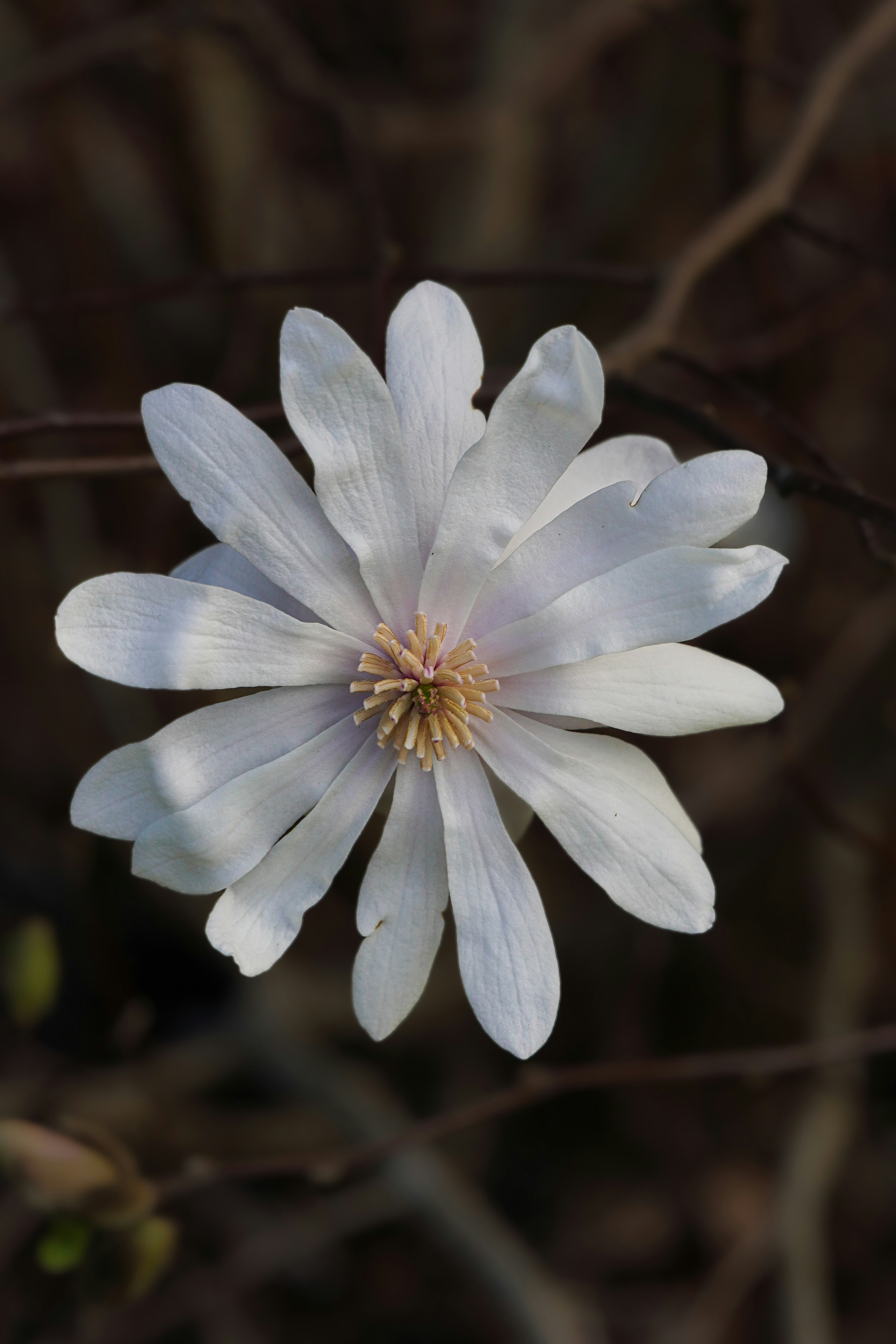 Snow-white Bloom Anchored in a Shadowed Tangle
