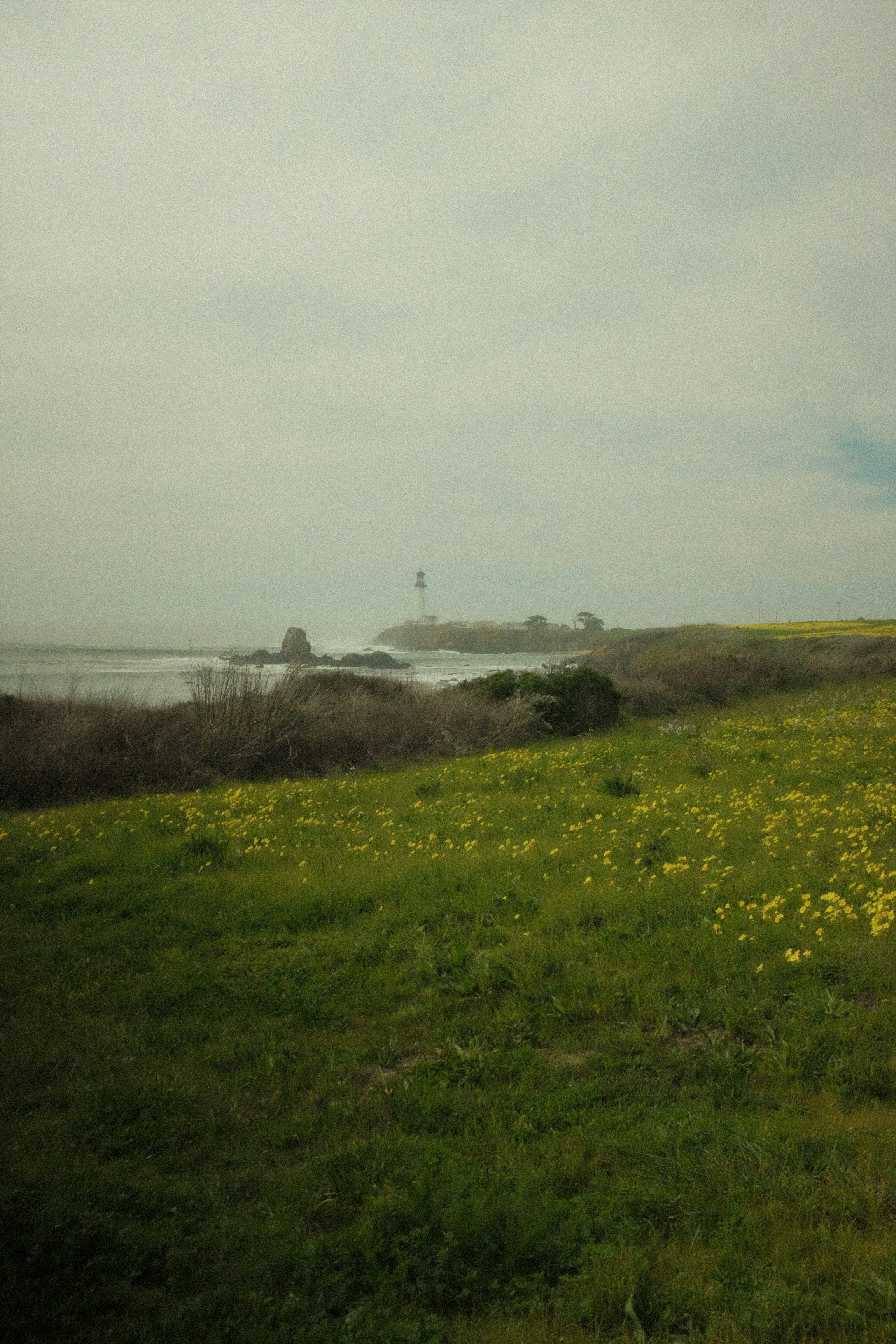 Lighthouse in the distance surrounded by lush green fields dotted with yellow flowers under a cloudy sky.