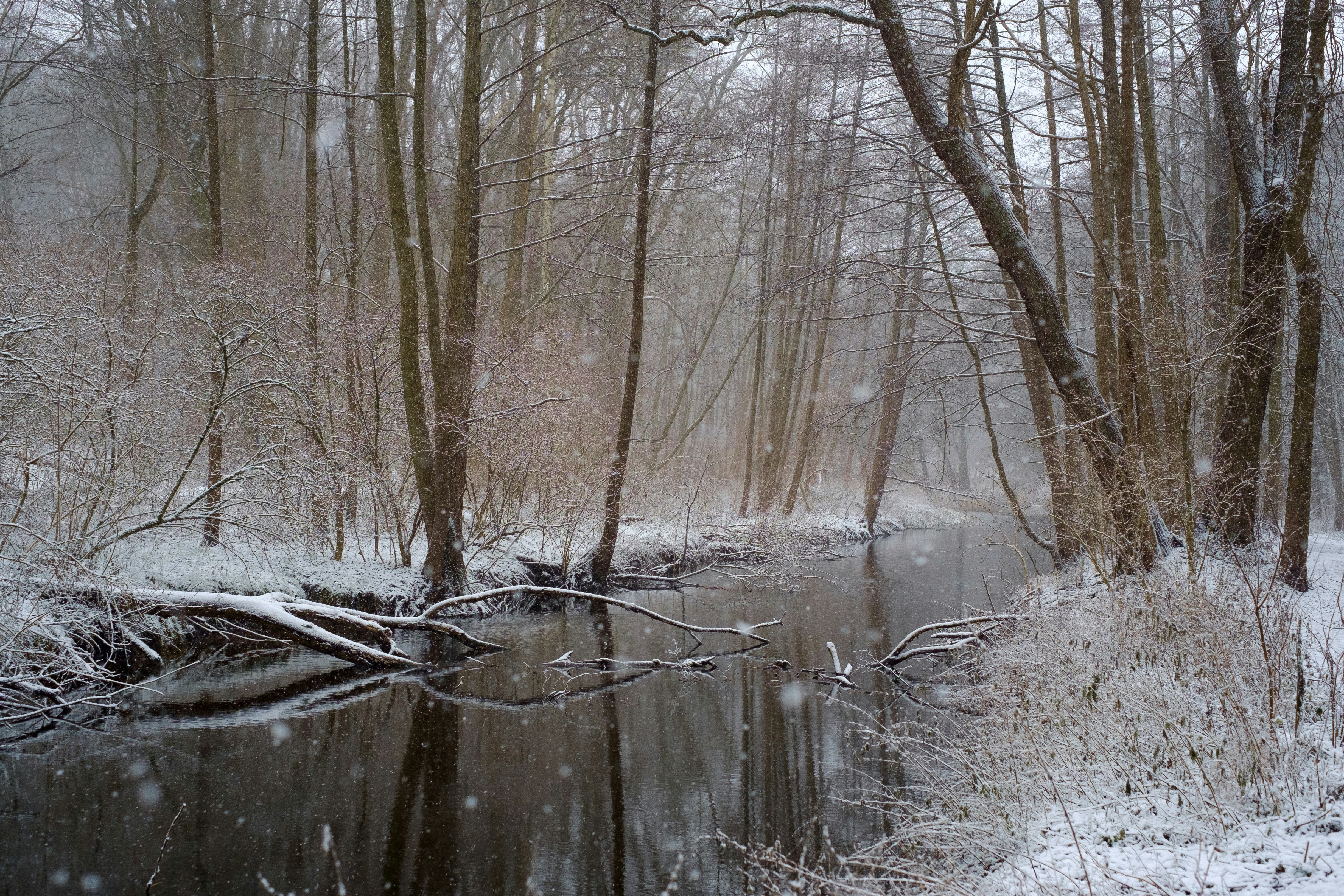 Snow-laden trees reflect in a serene creek on a wintry day.