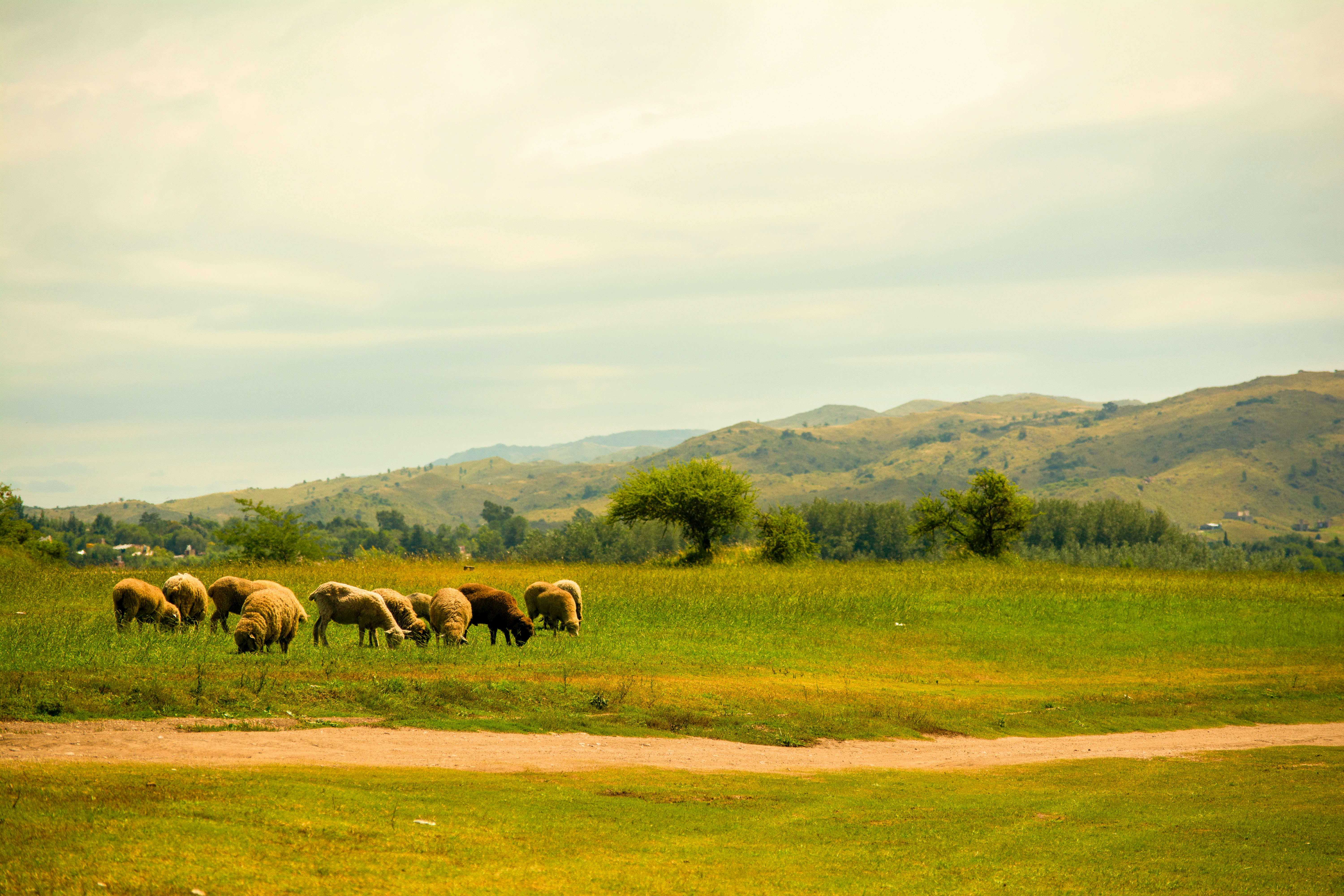 Flock Parade at the Meadow's Edge