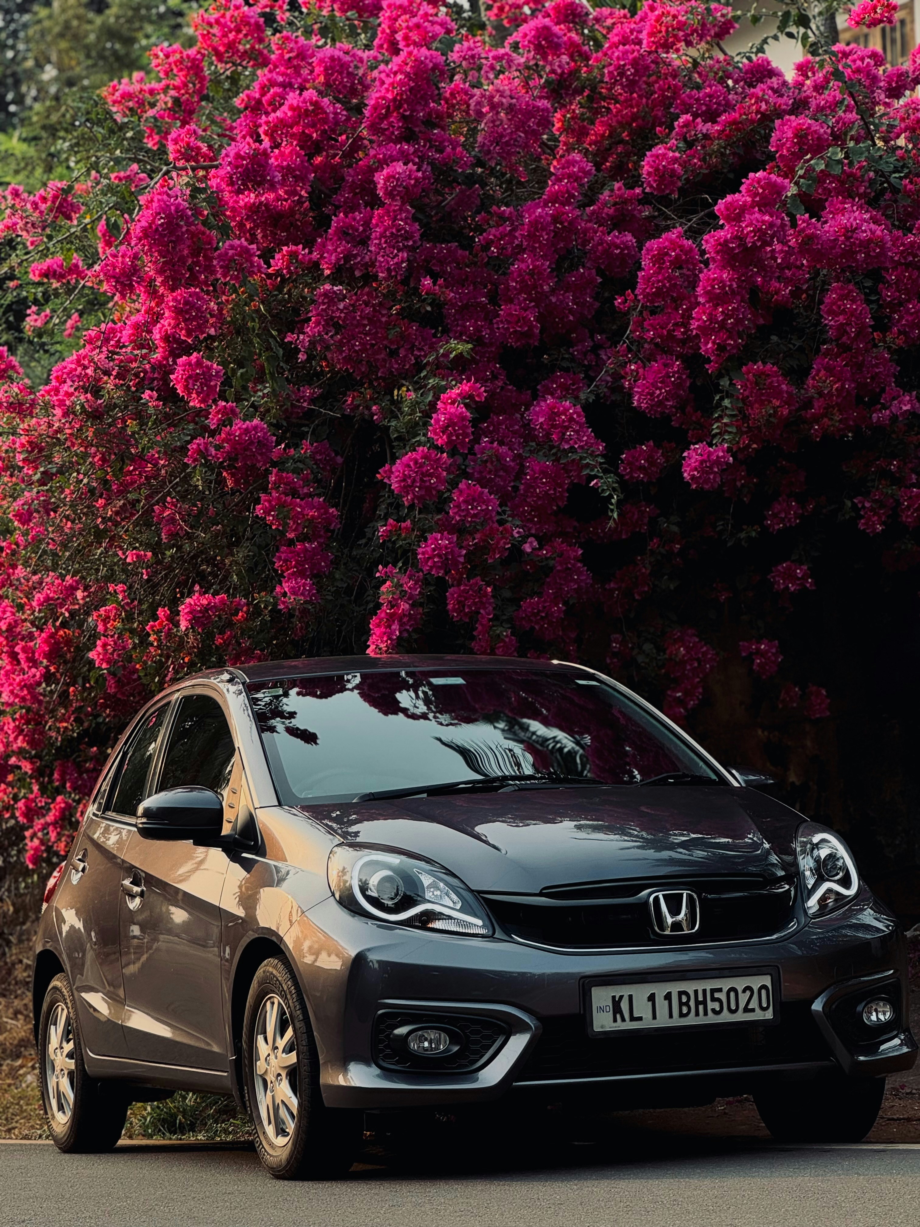 Silver Honda Fit Beneath a Pink Bougainvillea Canopy