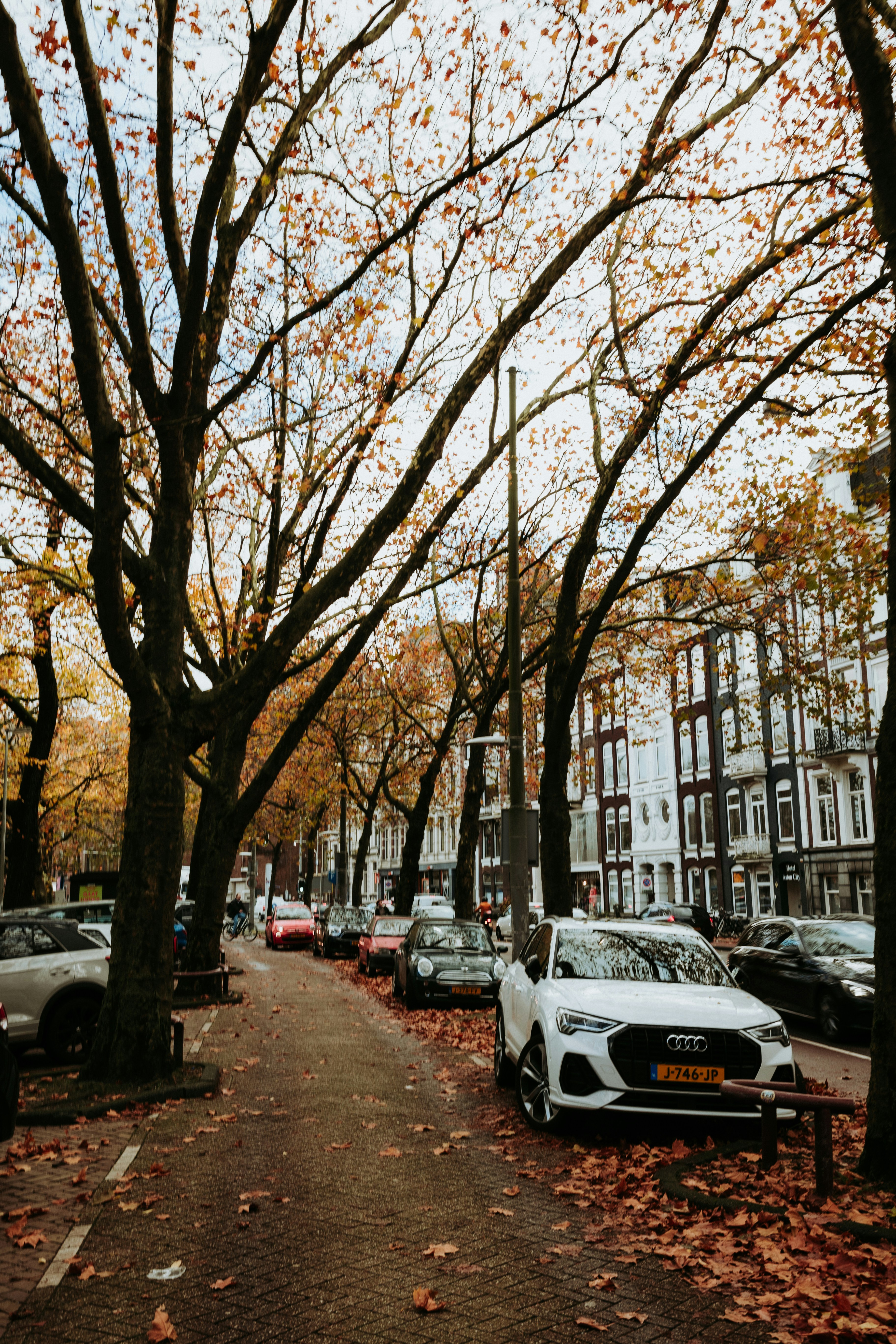 Autumn leaves and cars line a city street.Negley Stockman