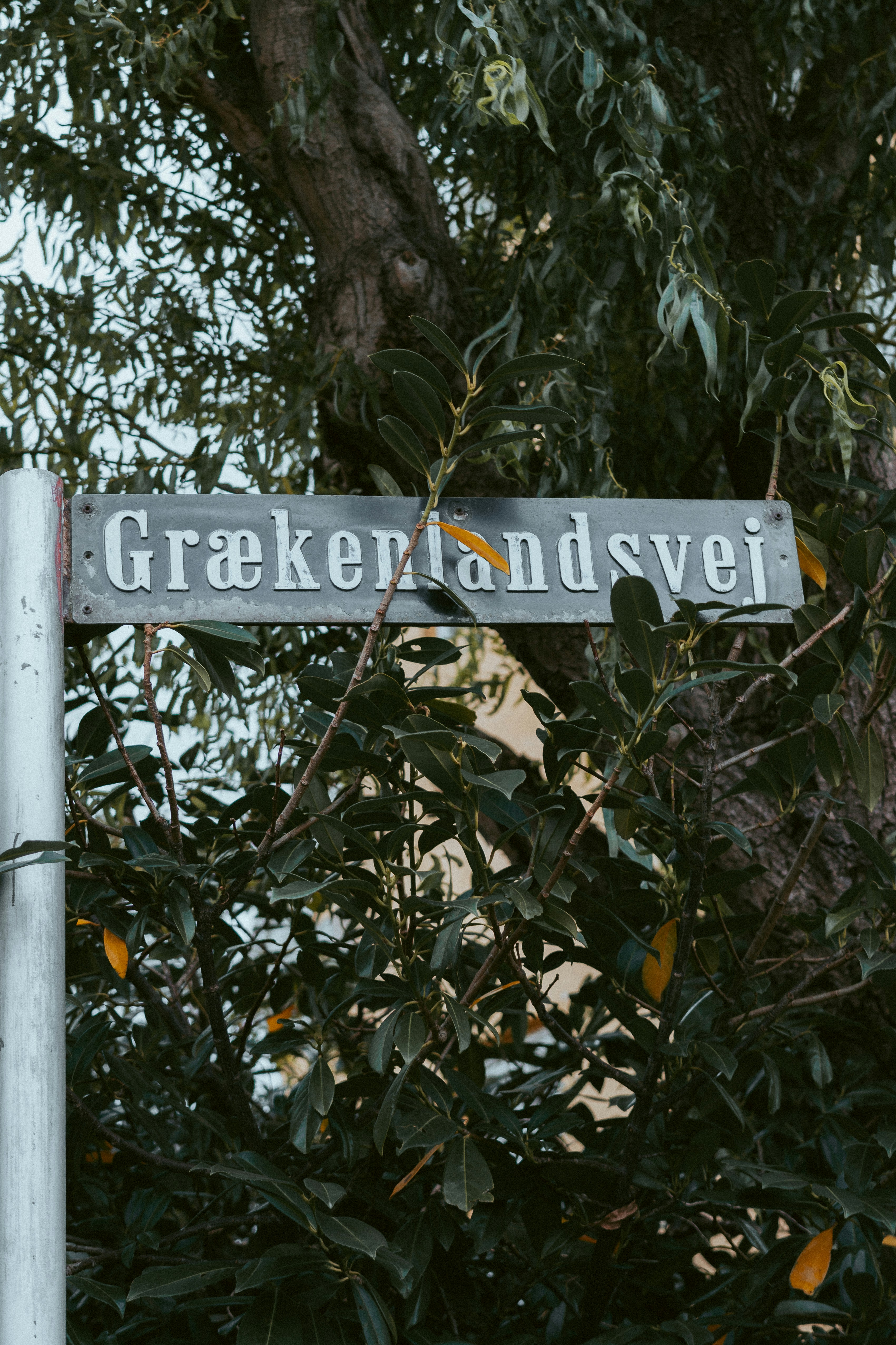 Street sign partially obscured by foliage. photo – Free Forest Image on ...