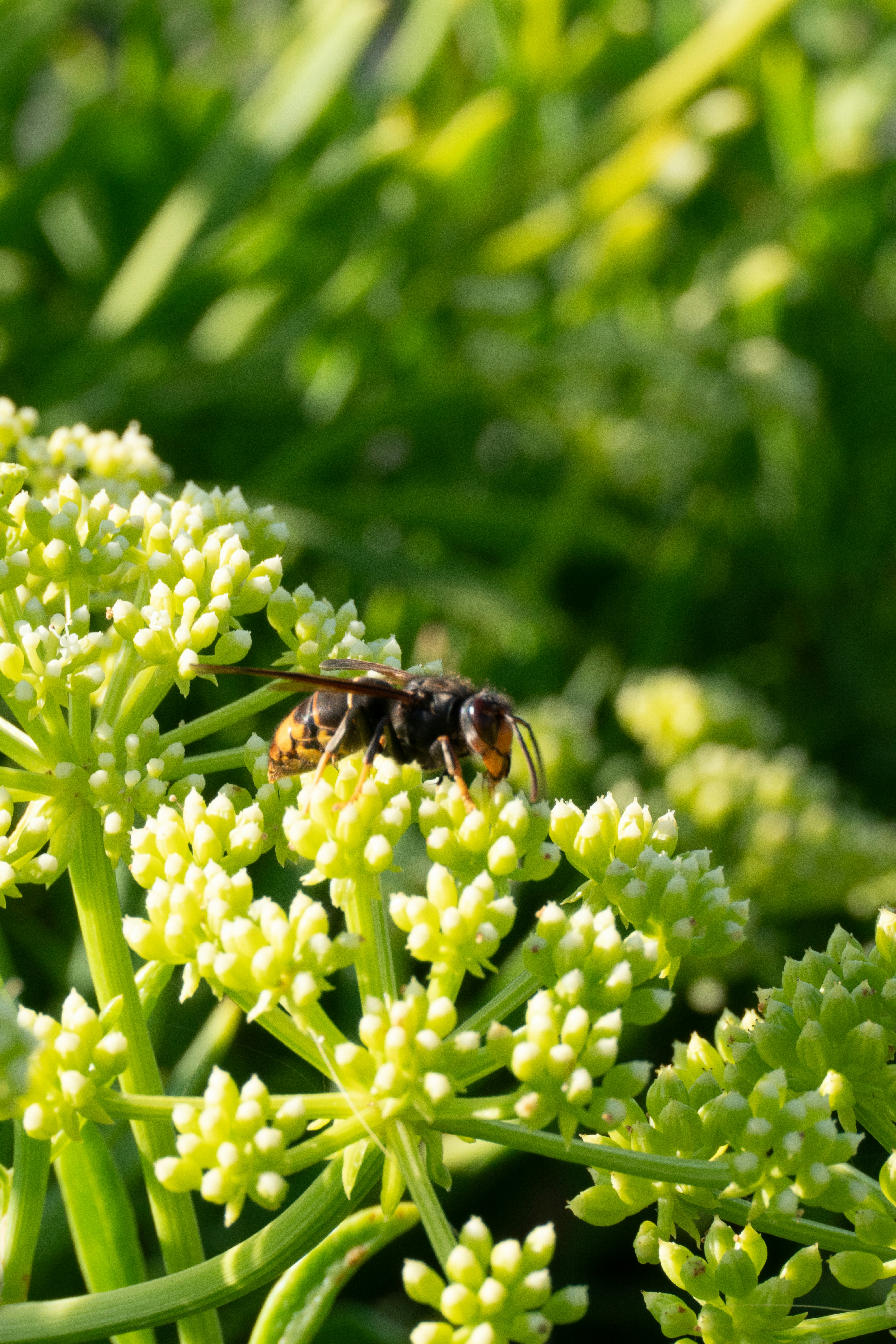 Honeybee on Pale-Yellow Sedum Umbels in Sunlit Detail