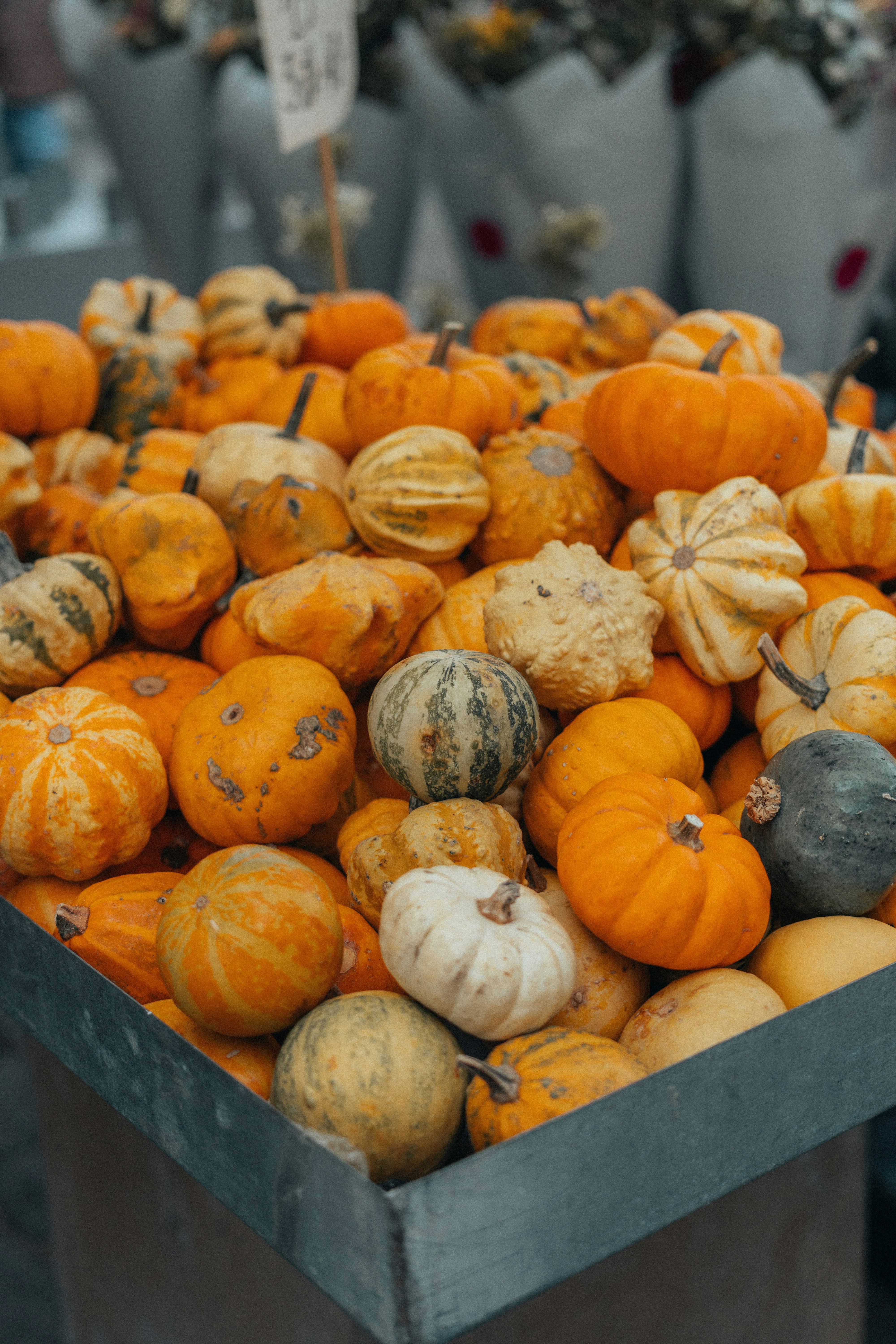 Harvest Harmony: A Cornucopia of Colorful Gourds