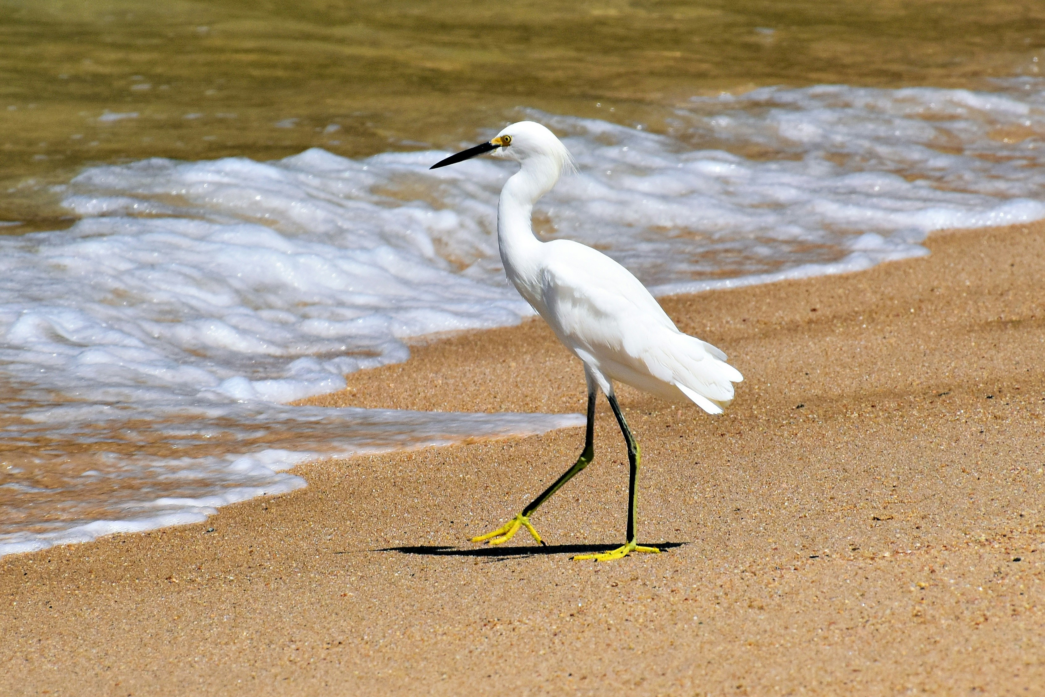 Edge Walker on the Beach: A Snowy Egret Navigates Sand and Foam