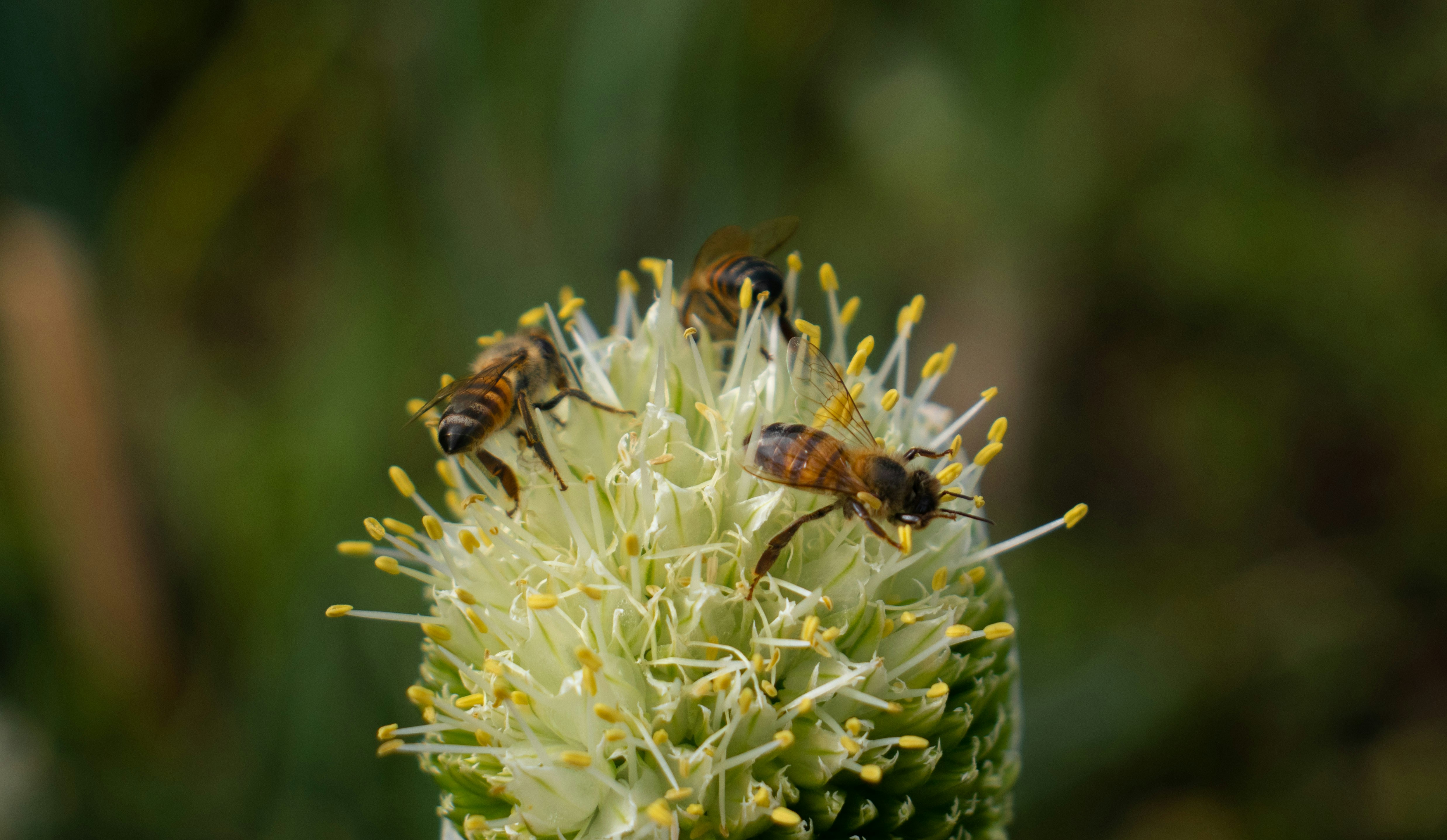 Three bees on top of a chive flower