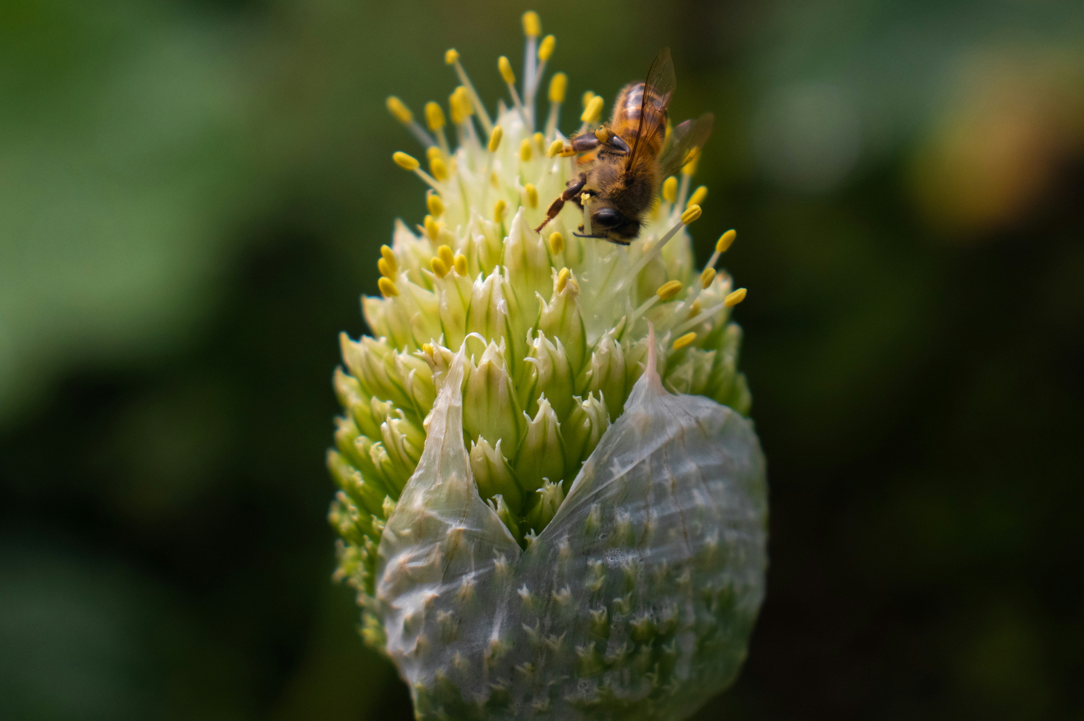 Pollinator Crown: A Macro Moment on a Pale Bloom