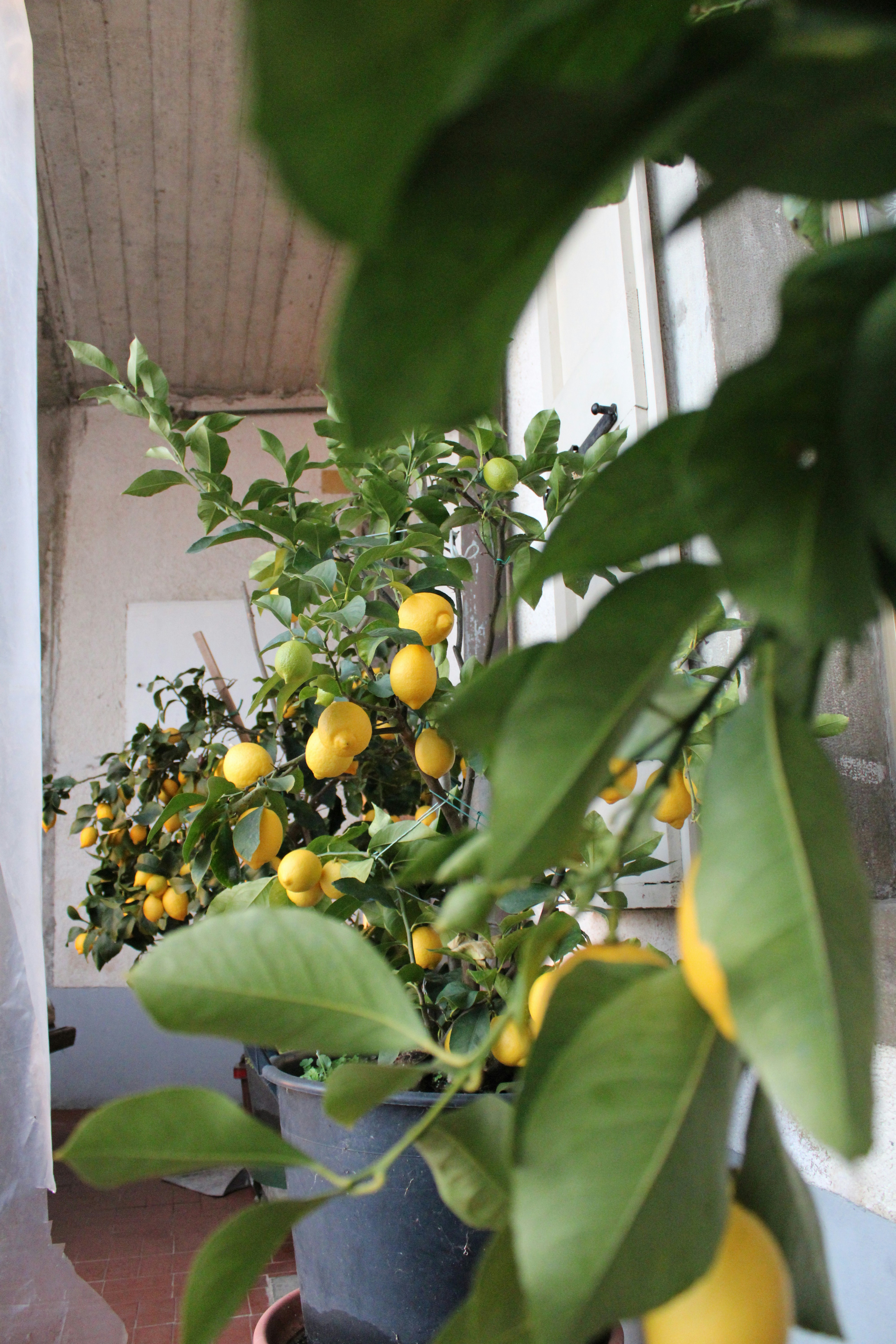 Lemon trees full of ripe, yellow lemons. photo – Free Natural Image on ...